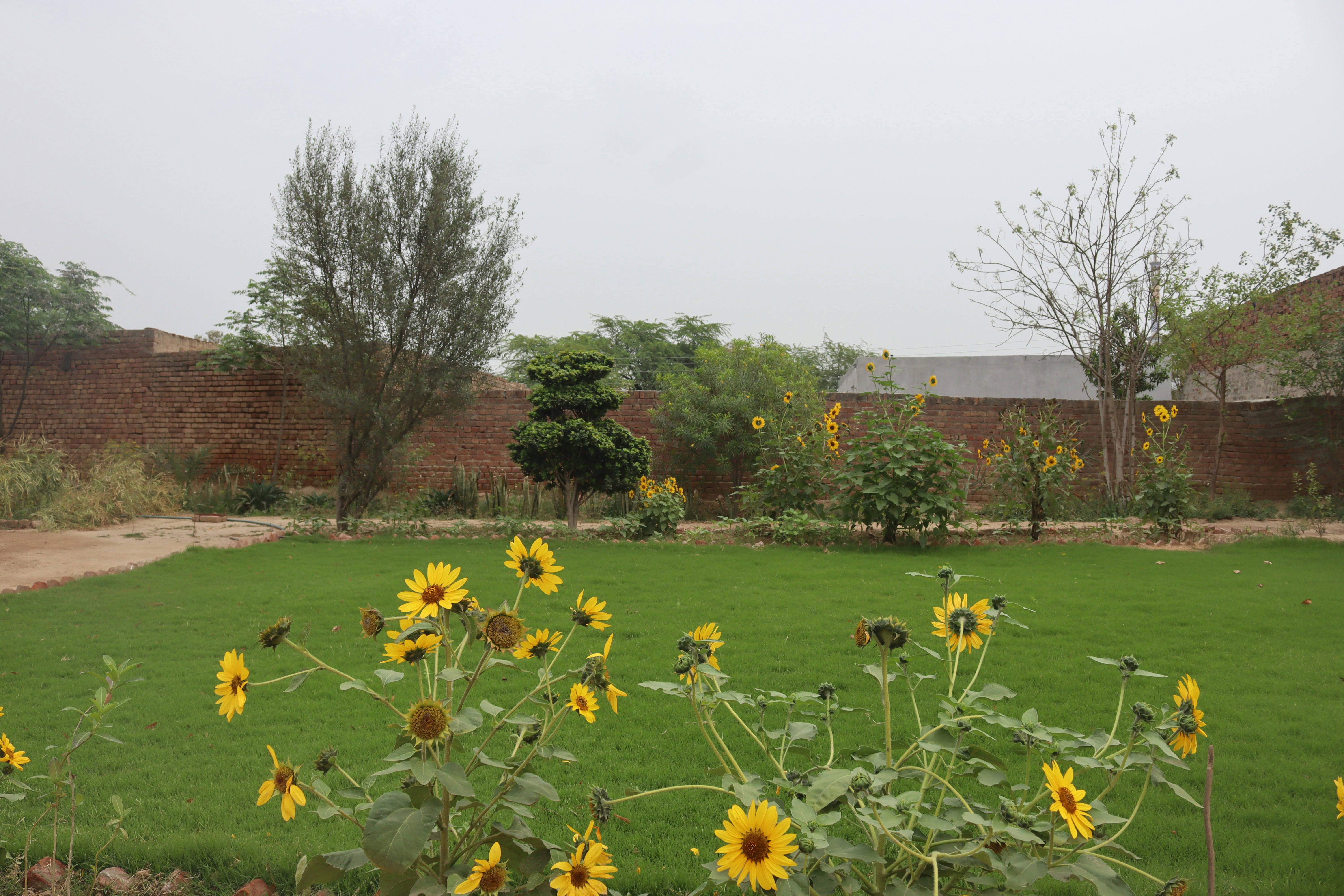 Sunflowers blooming in a green lawn before a brick wall and trees