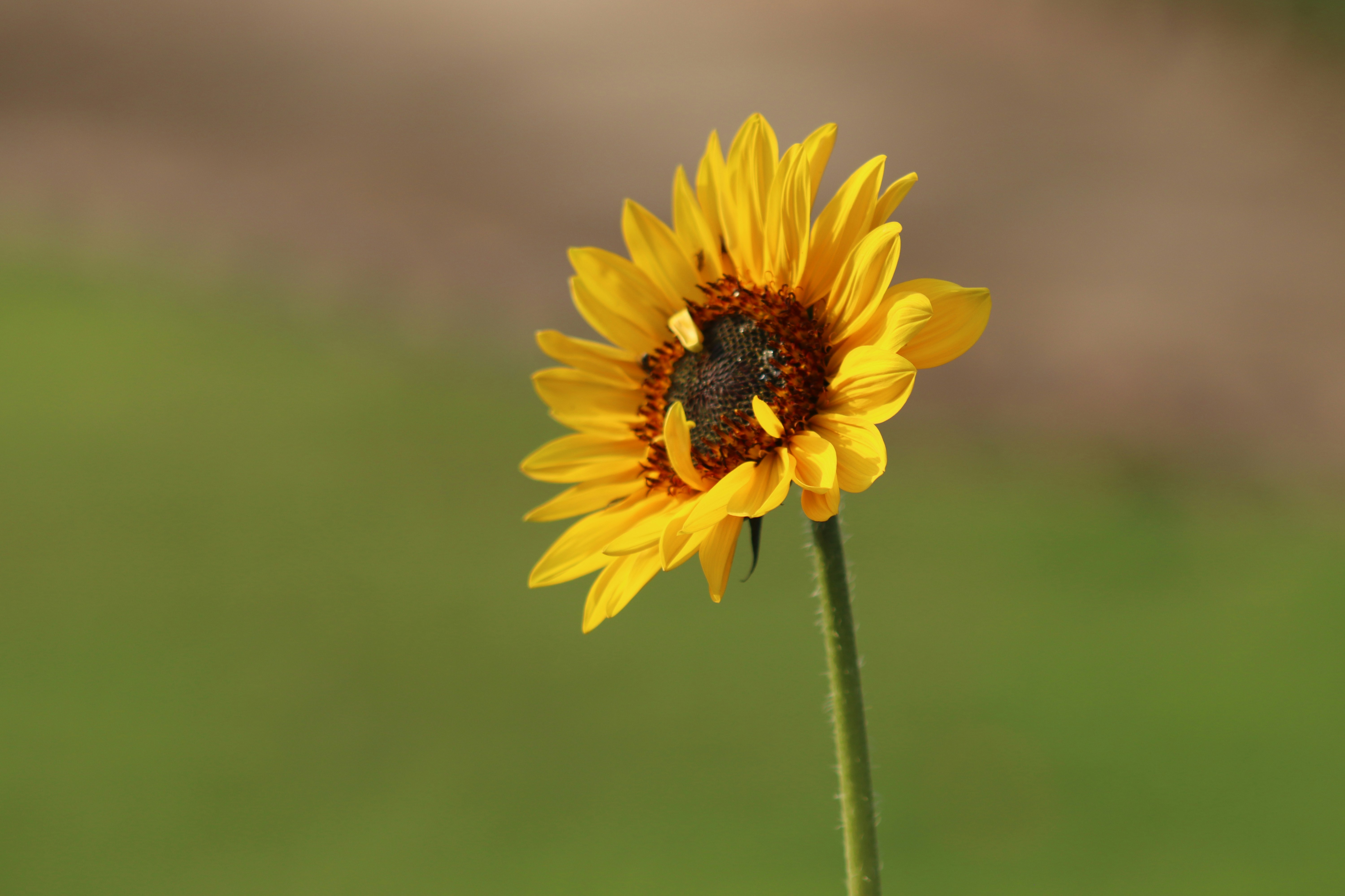 Sunflower Solo in Soft Focus Field
