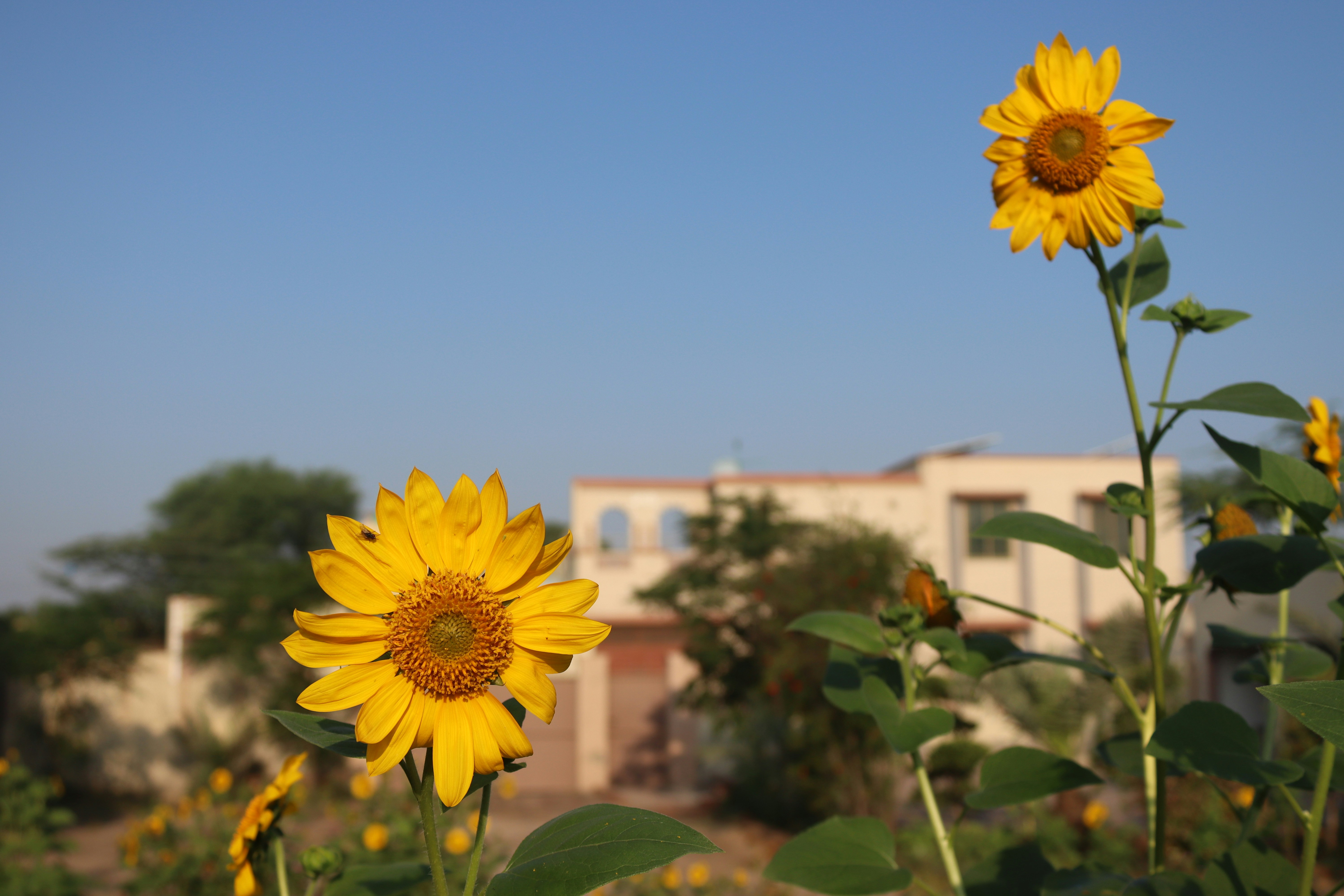 Golden Guardians: Sunflowers Reaching for the Day