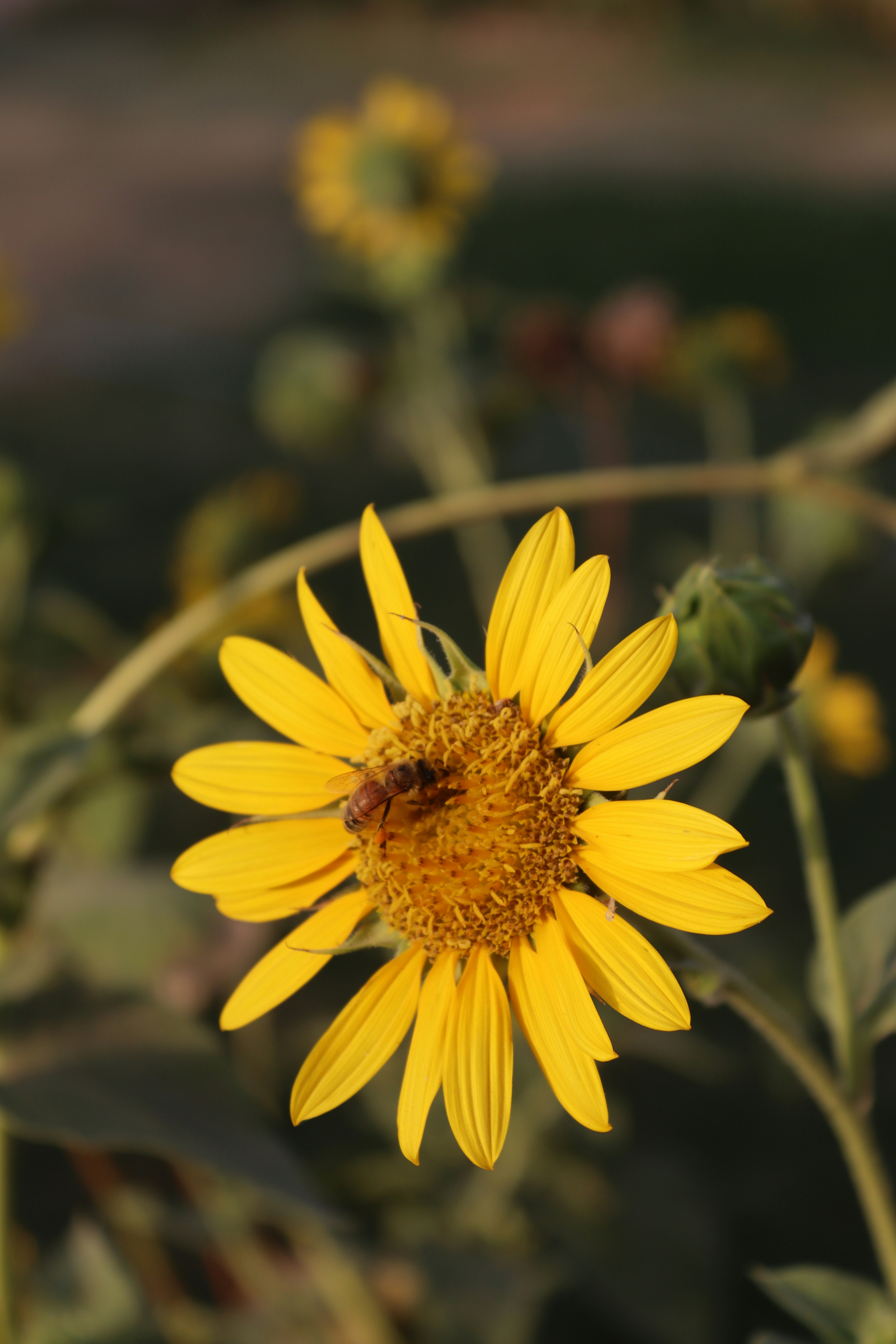 Golden Visitor: A Bee Delivers Precision on a Sunlit Sunflower
