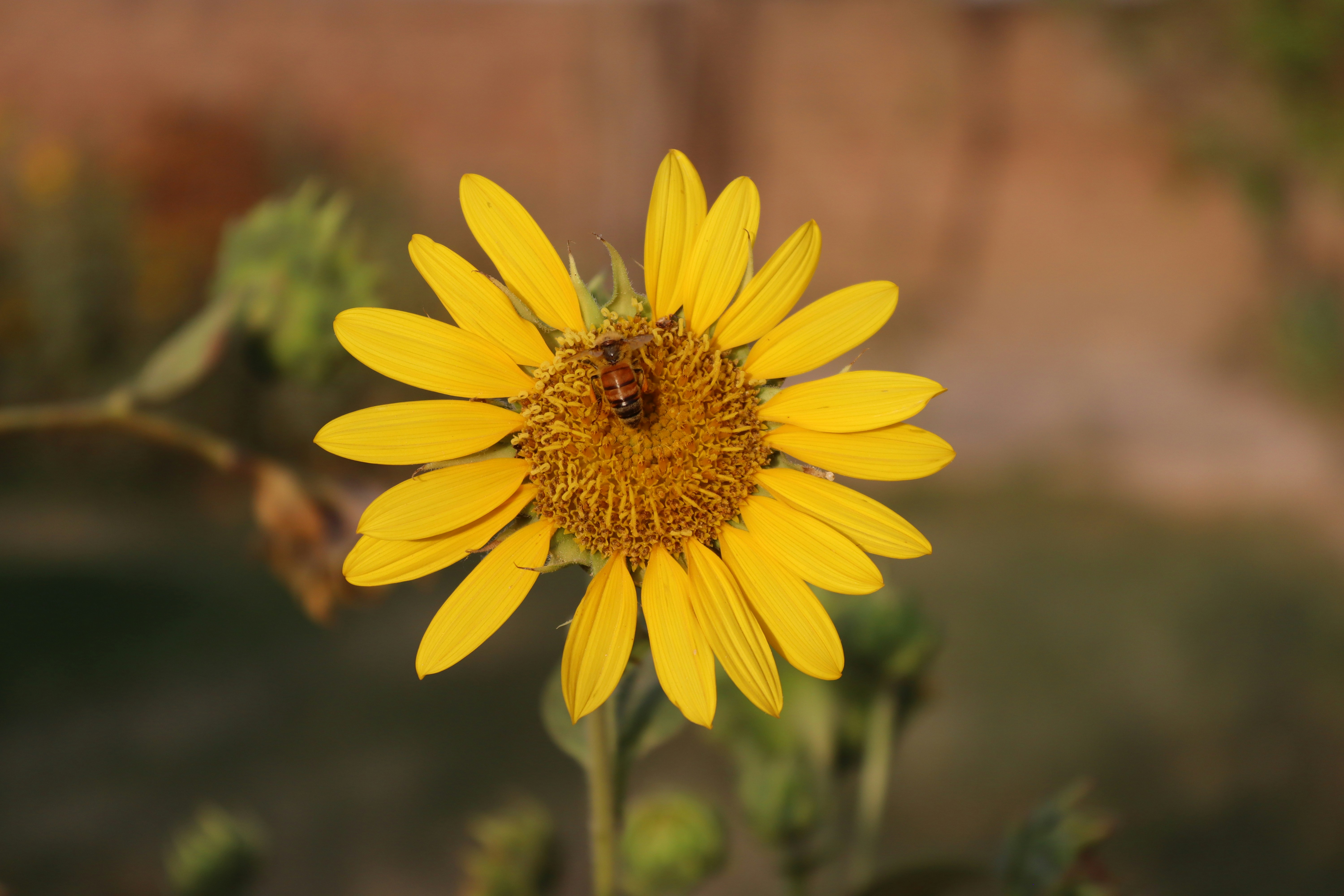 Sunlit Helm of Gold: A Sunflower in Quiet Focus