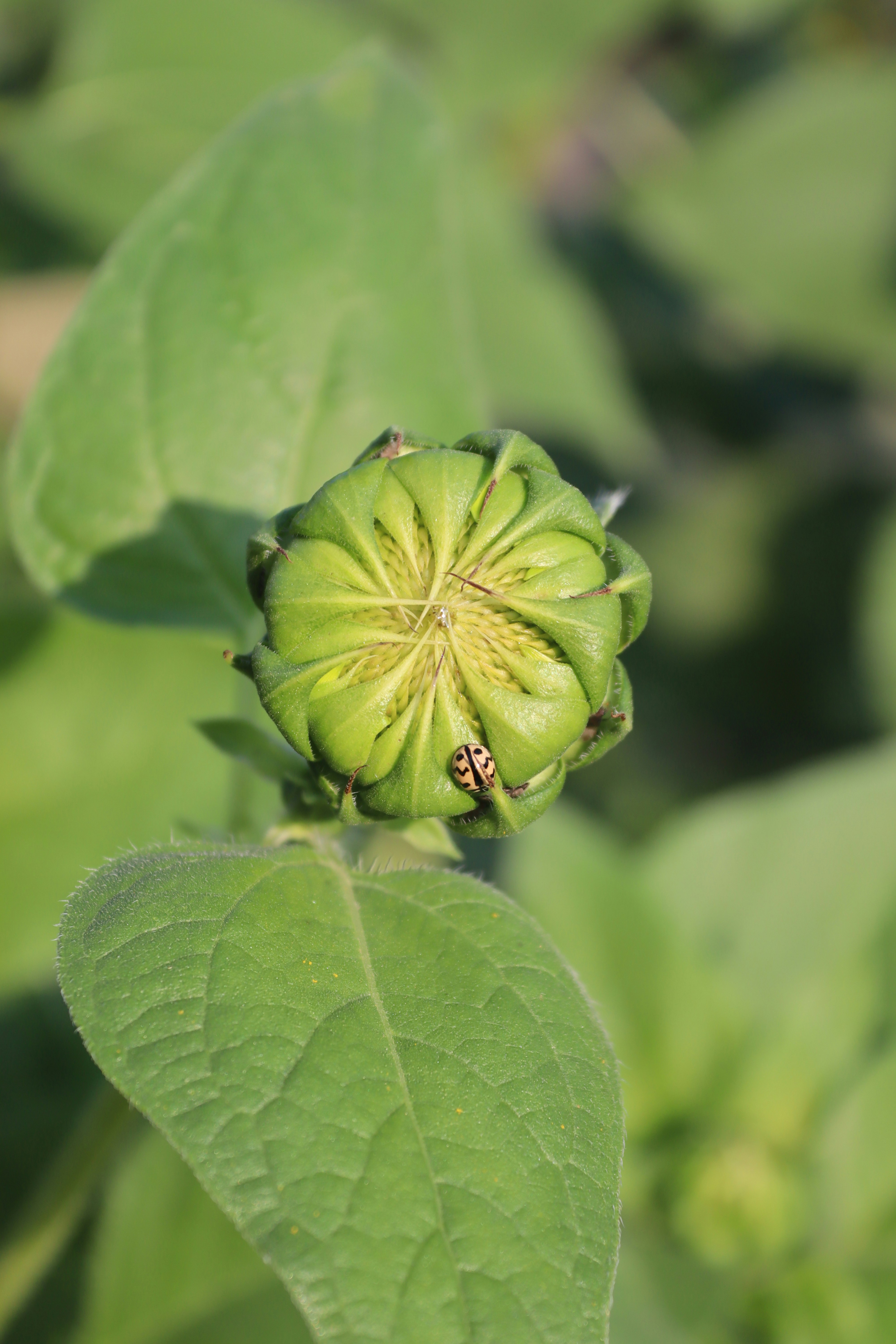 Emergence of the Green Bud: A Macro Moment on a Budding Flower