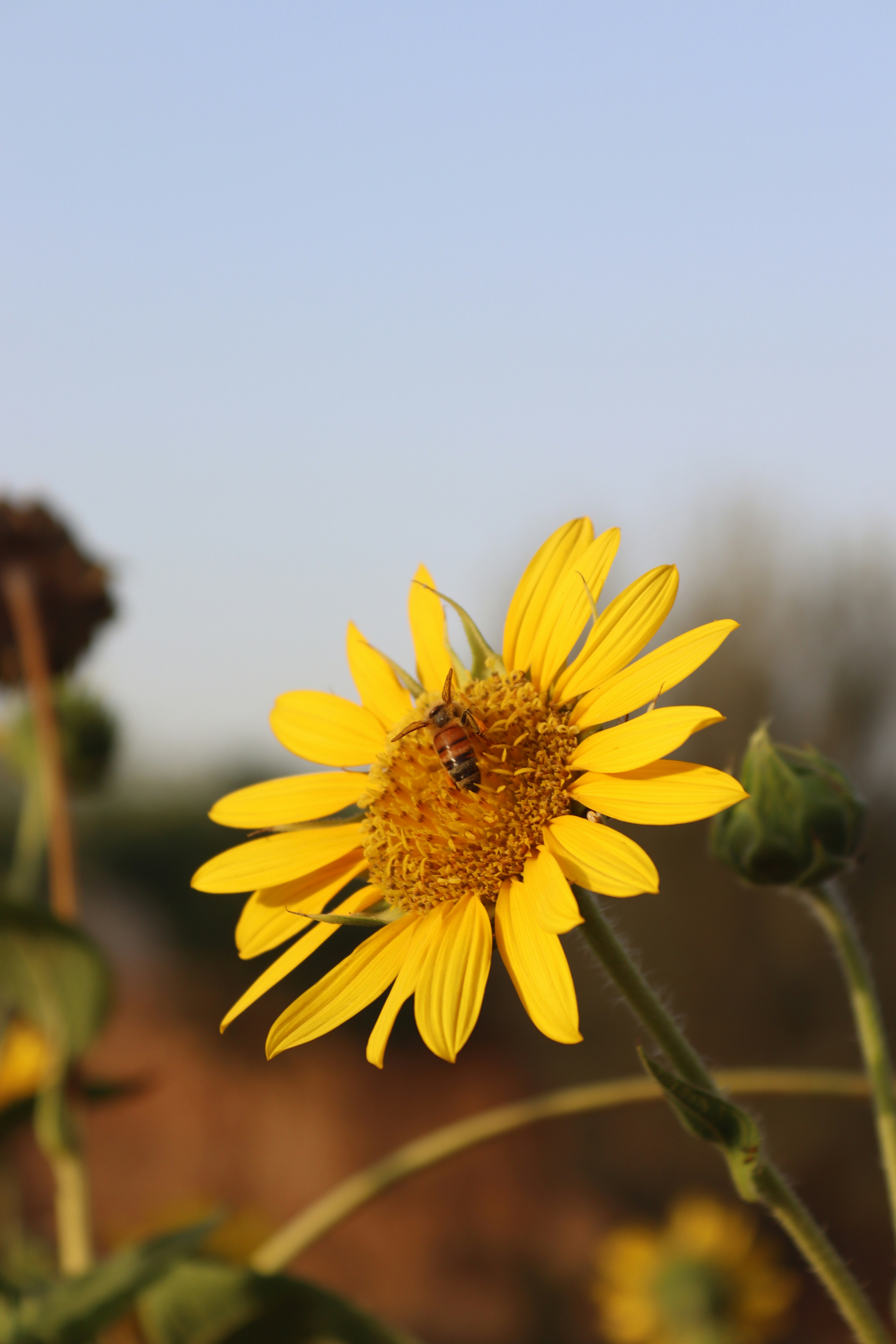 Golden Bloom with Honeybee at Grounded Spotlight