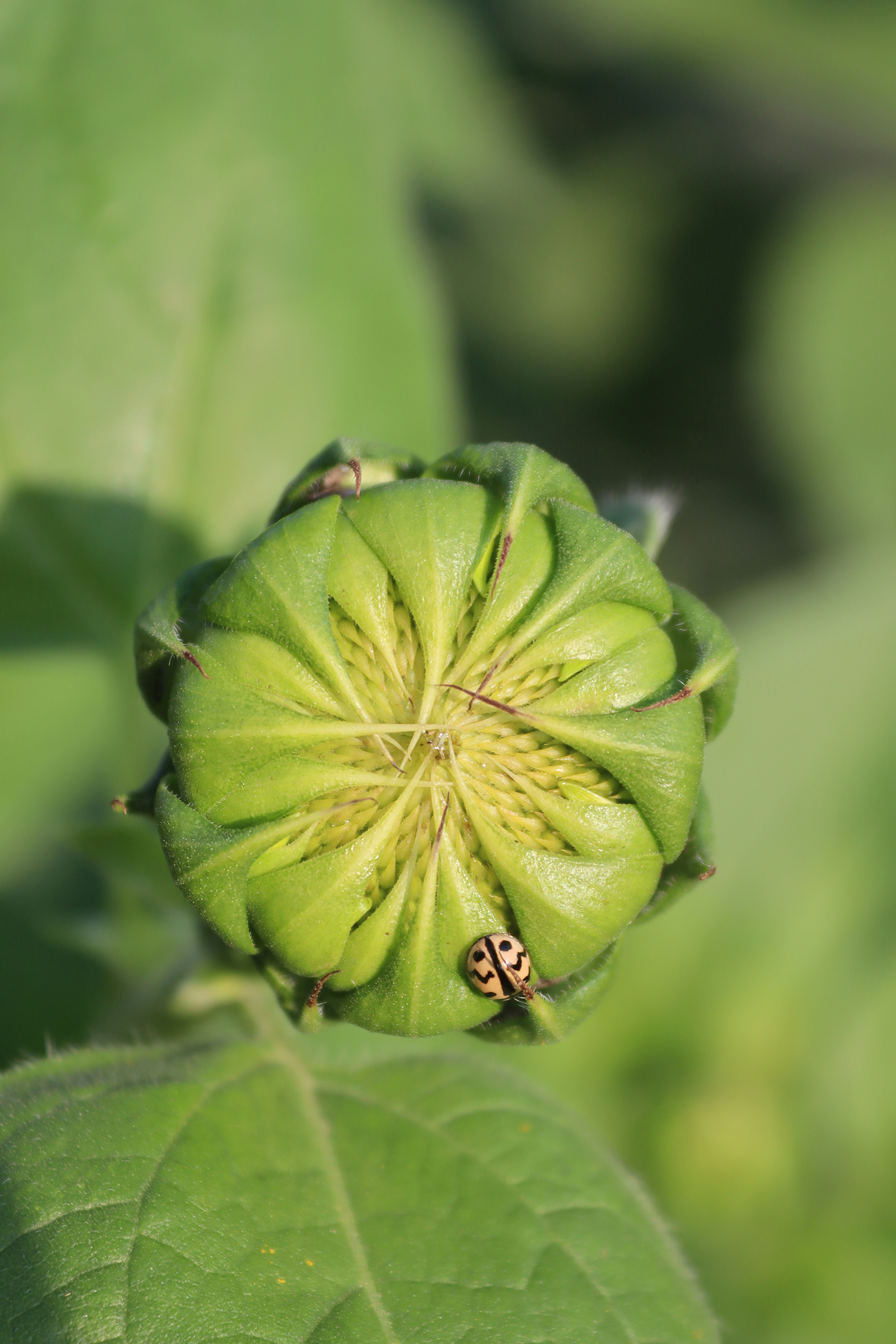 Emerald Bud: A Ladybug's Quiet Landing on a Sunlit Calyx