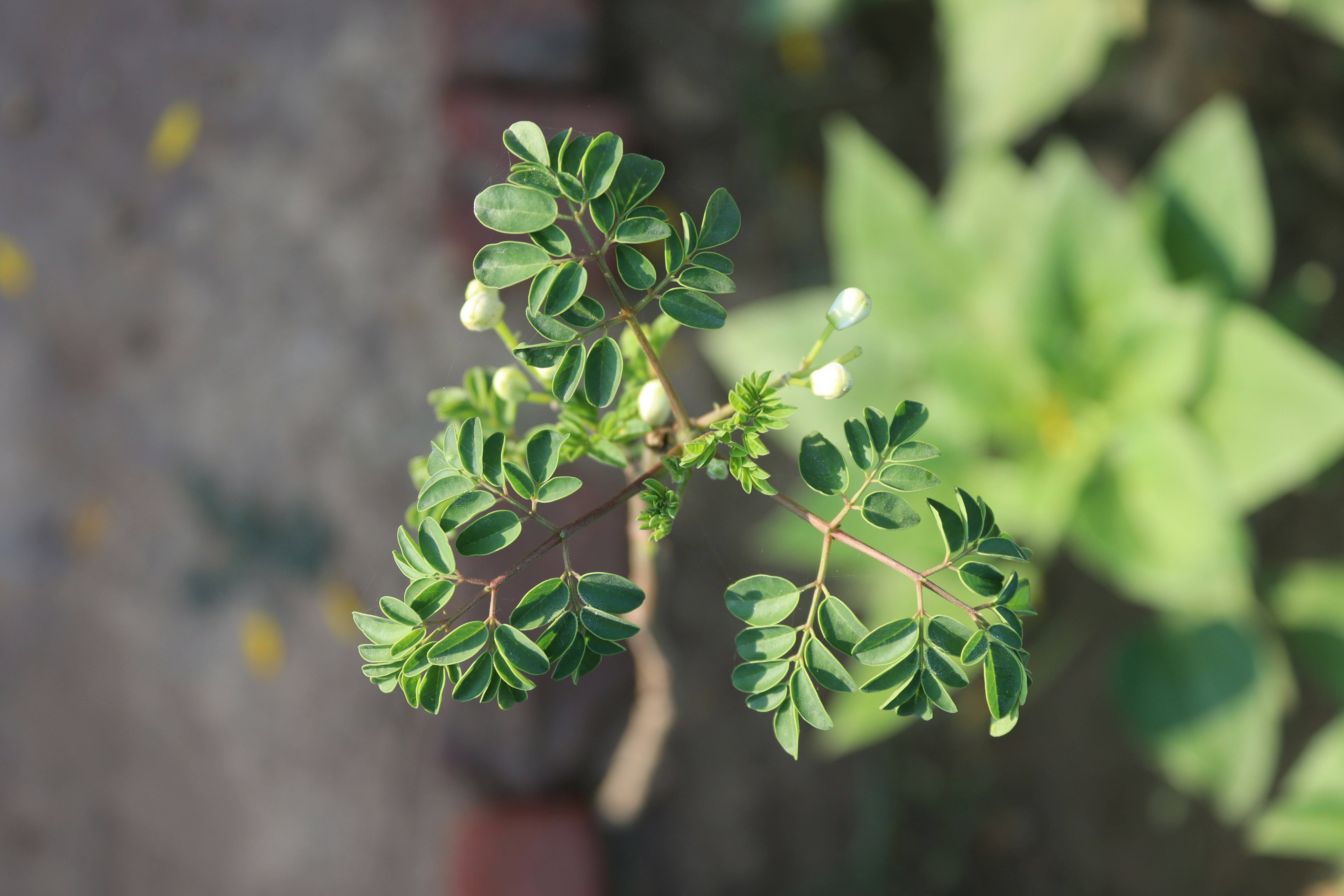 Verdant Sprig in Focus: Delicate Foliage against a Blurred Terrace