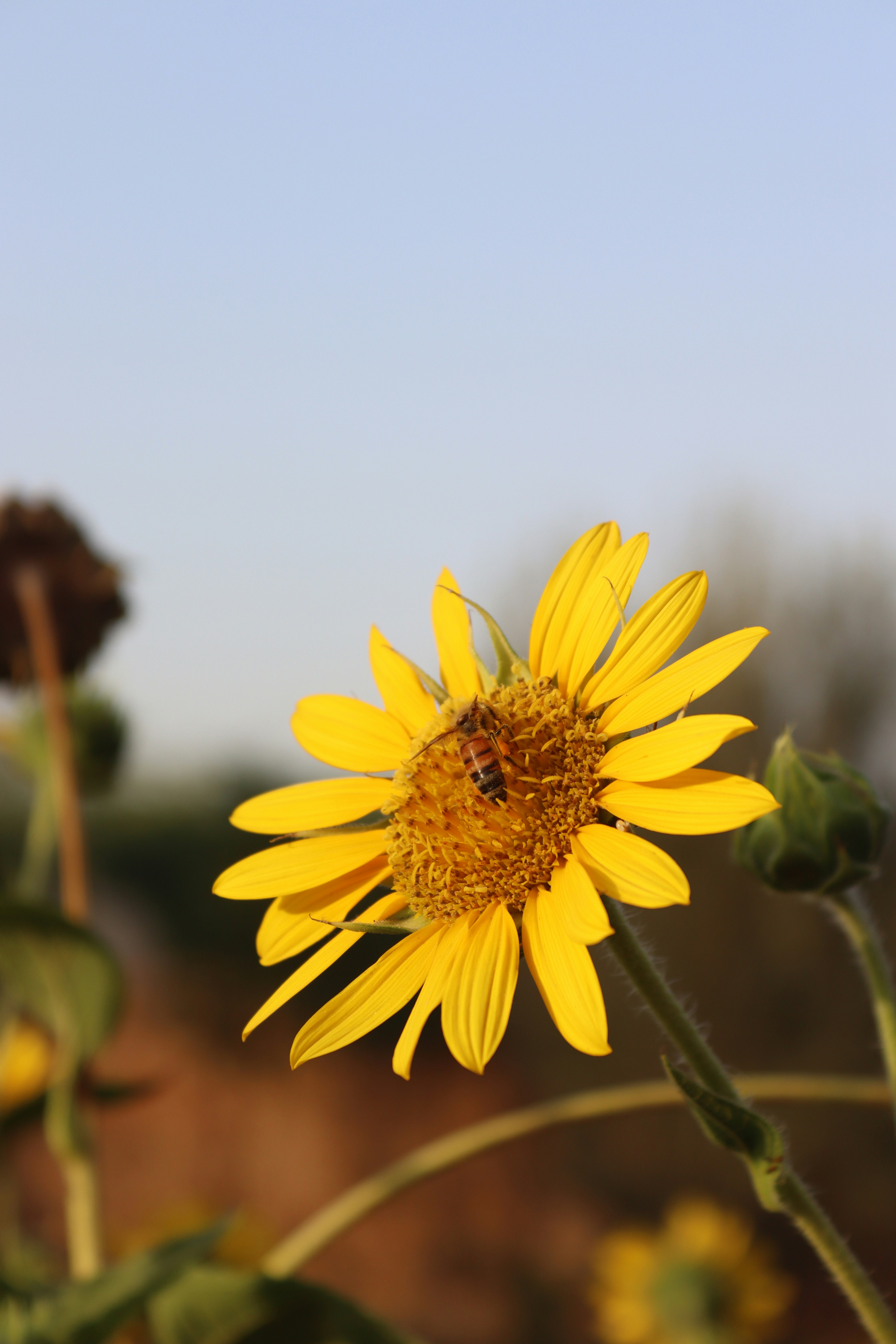 Sunlit Bee on a Golden Face