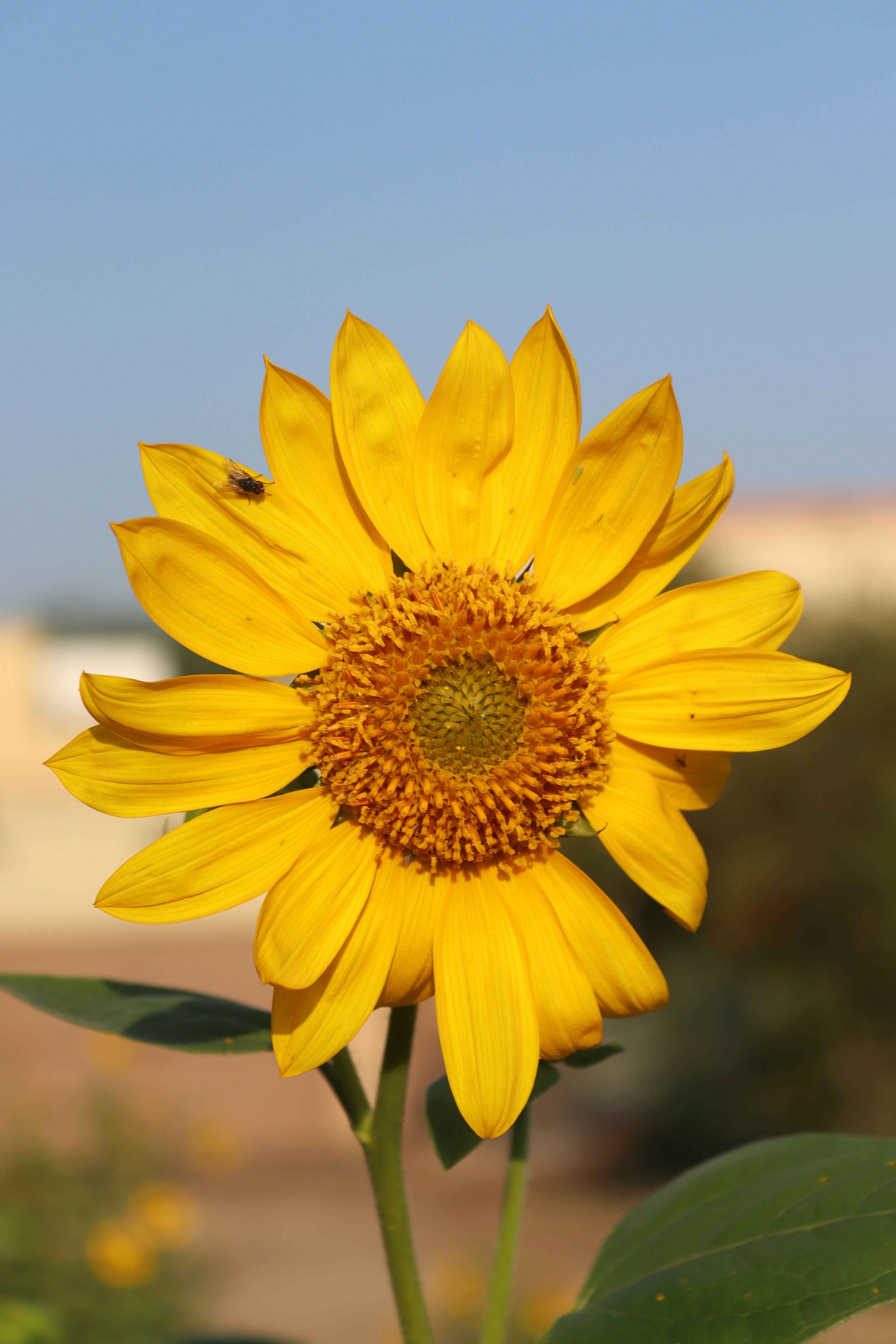 Golden Bloom in Focus: Sunflower Against a Soft Horizon
