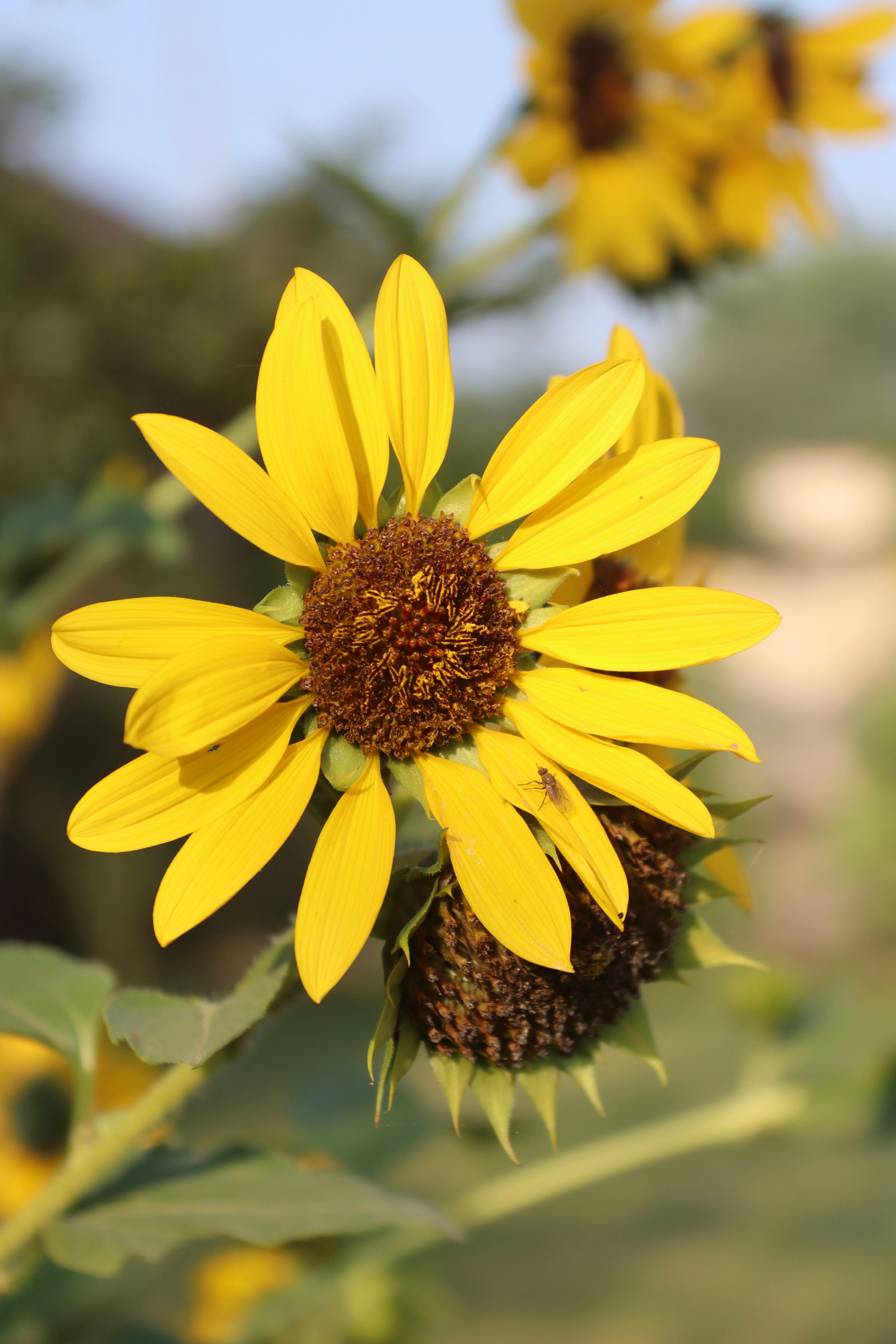 Sunlit Heart: A Close-up of a Bright Sunflower