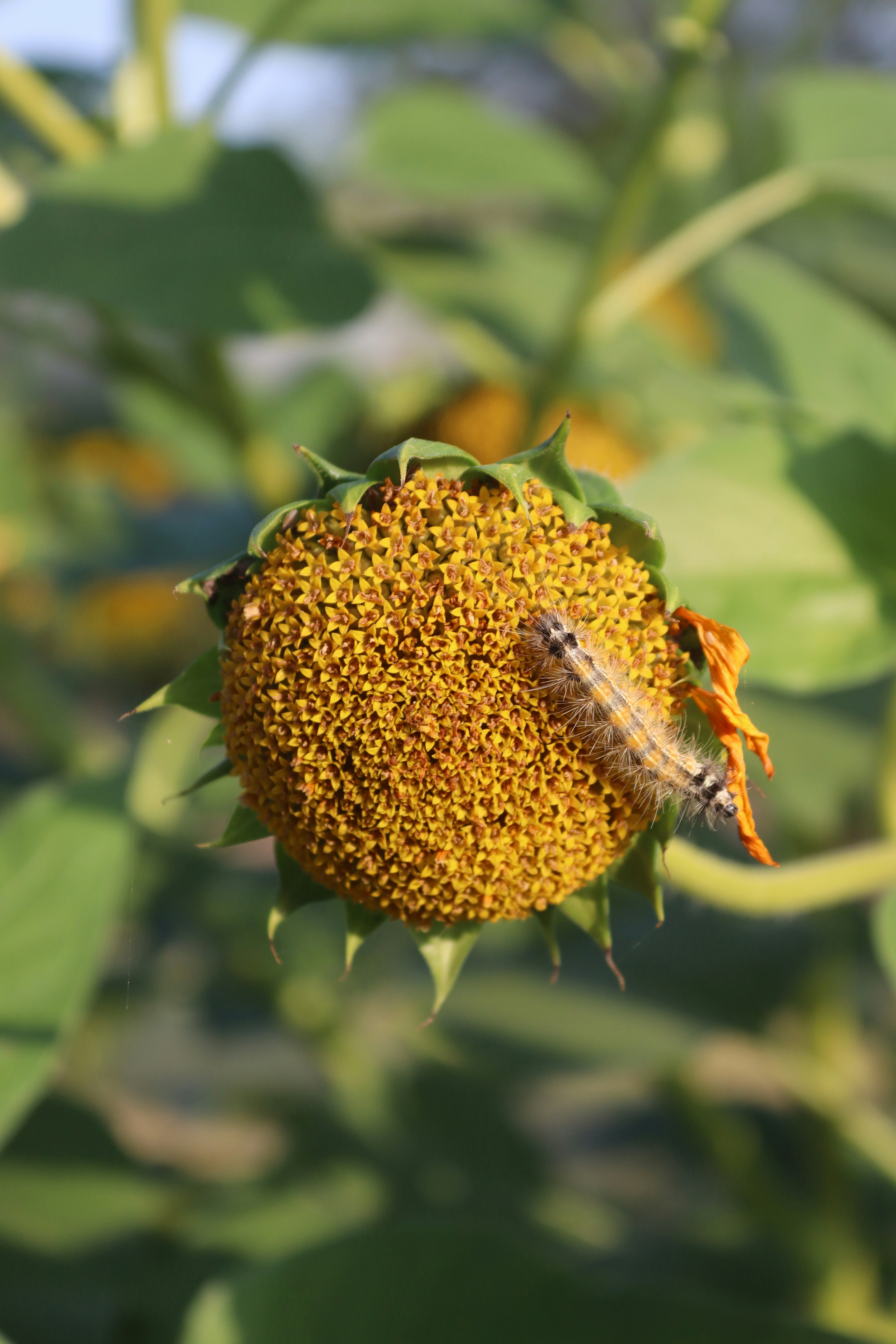 Sunflower Spotlight: A Caterpillar’s Pause on a Golden Disk