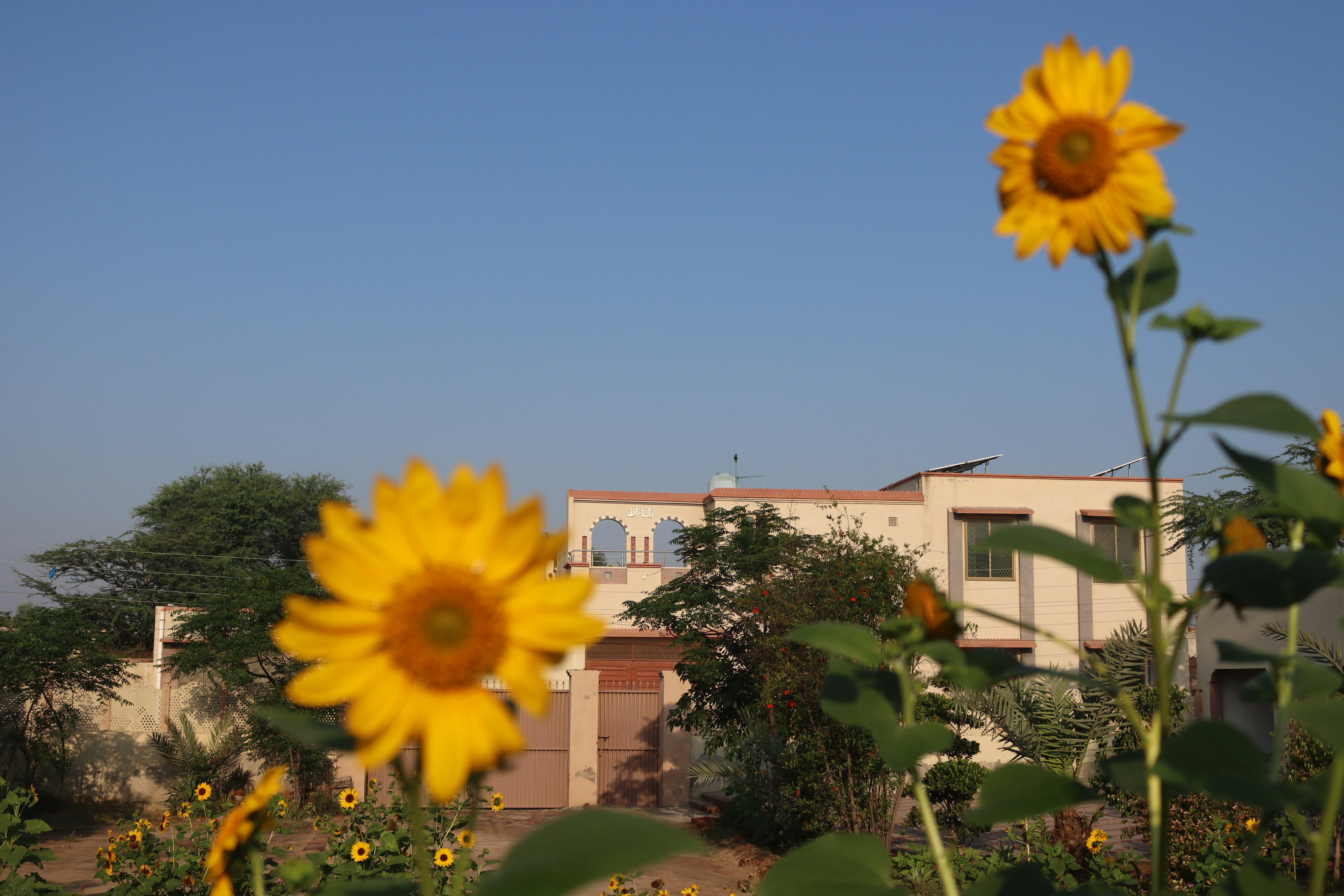 Sunlit Sunflowers Overlooking a Quiet Suburban Courtyard