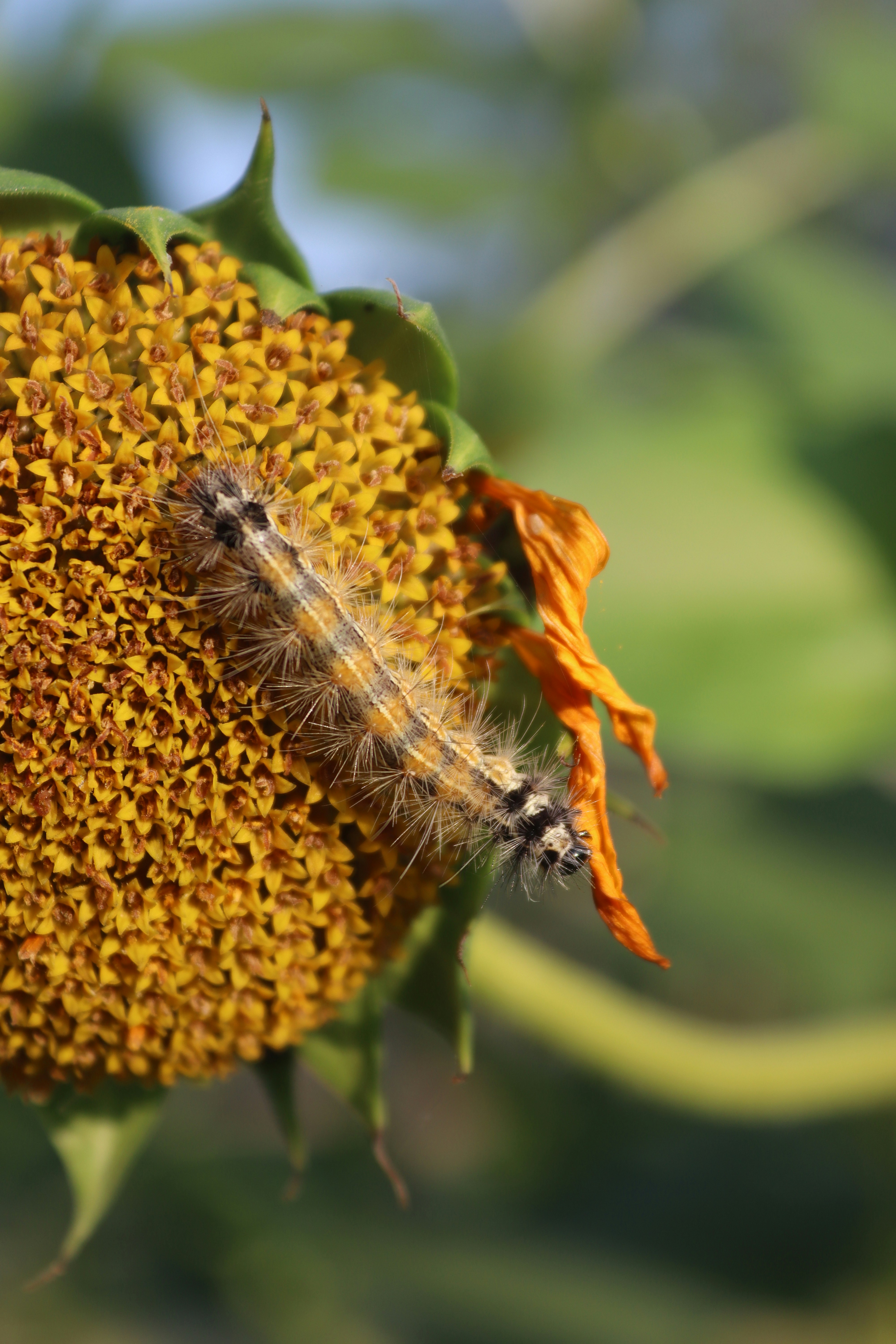 Caterpillar Trail Across a Sunflower Crown