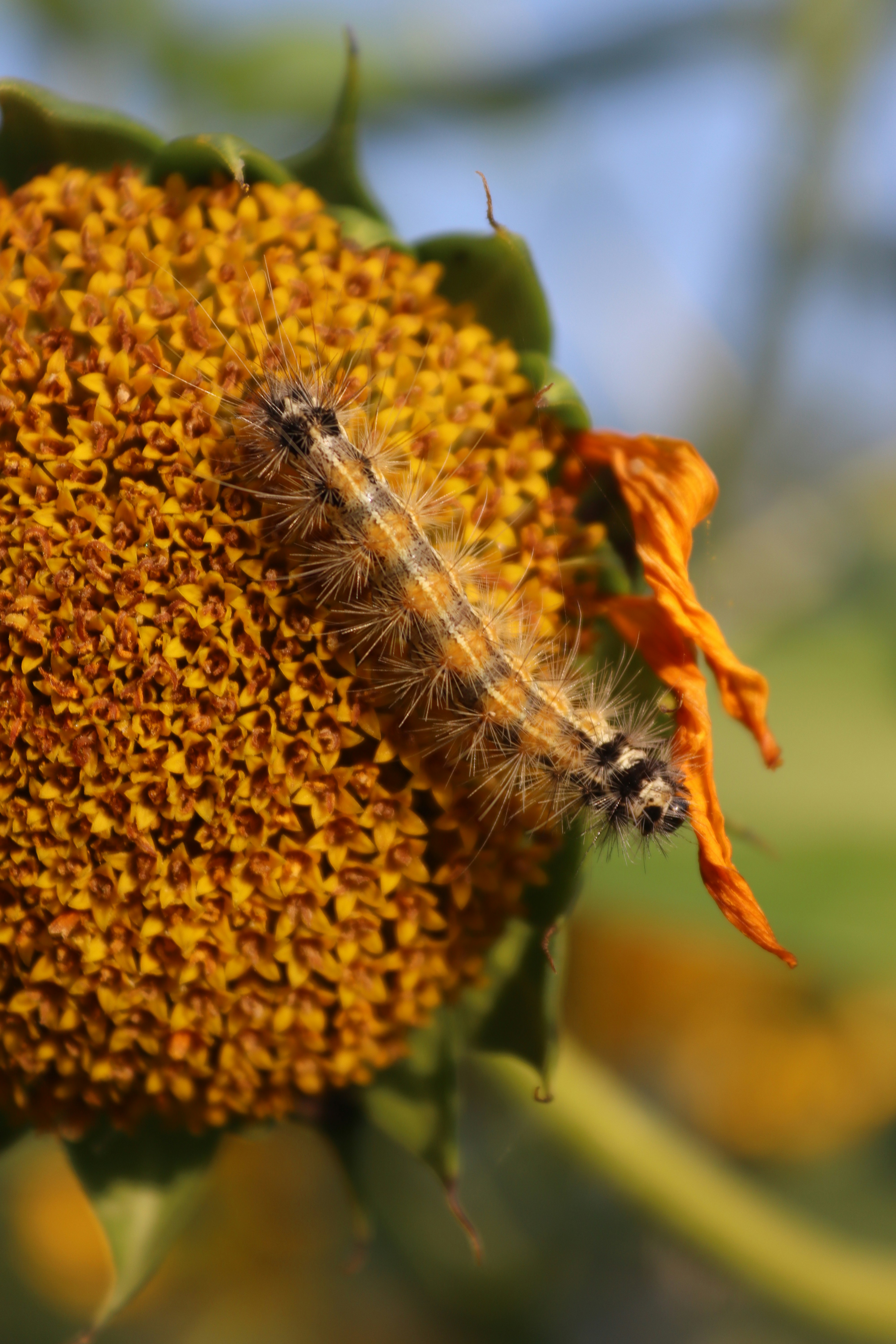 Dawn in the Sunflower Crown: A Caterpillar’s Traverse