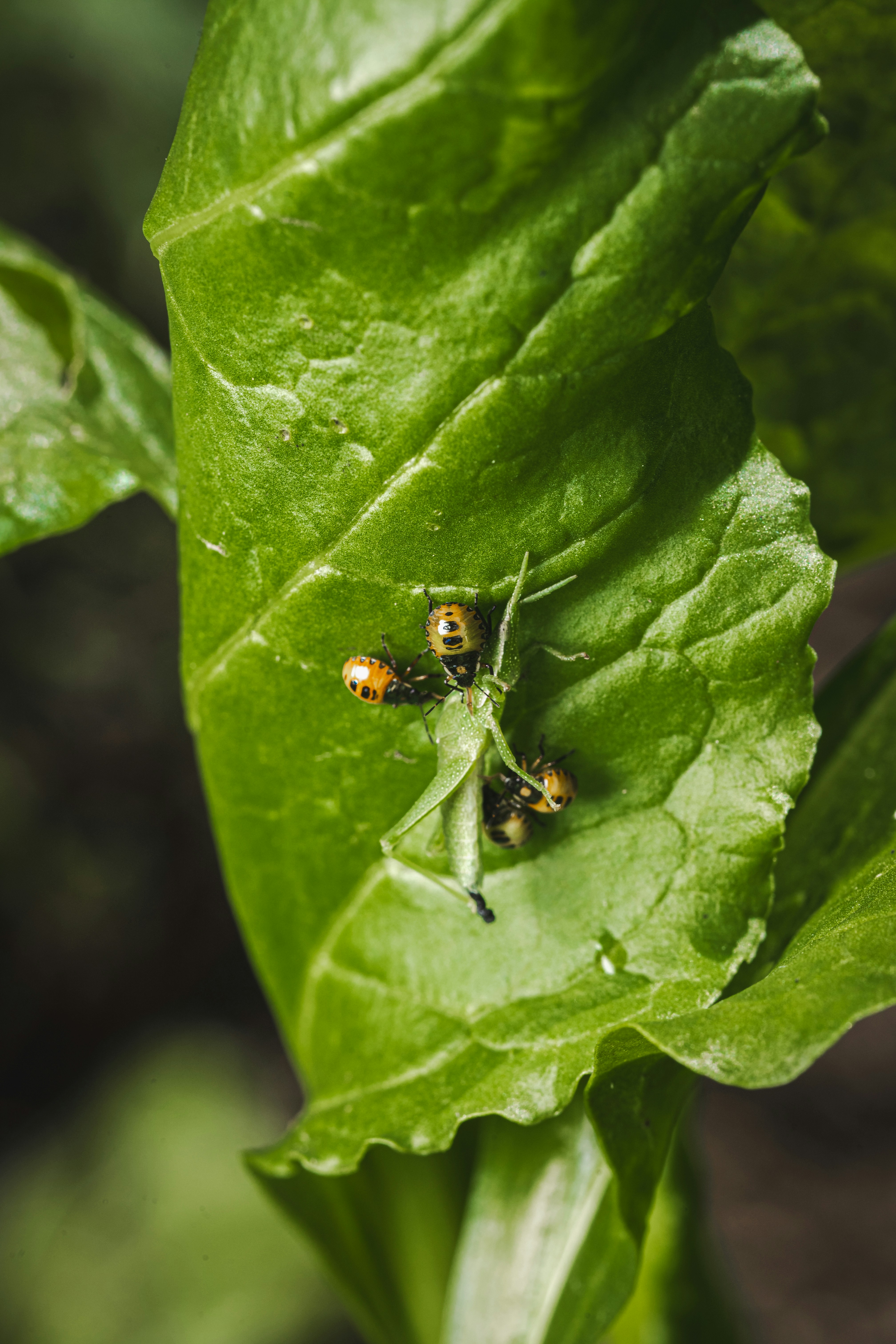Cricket Mlock: Trio of Orange-Black Beetles on a Green Leaf
