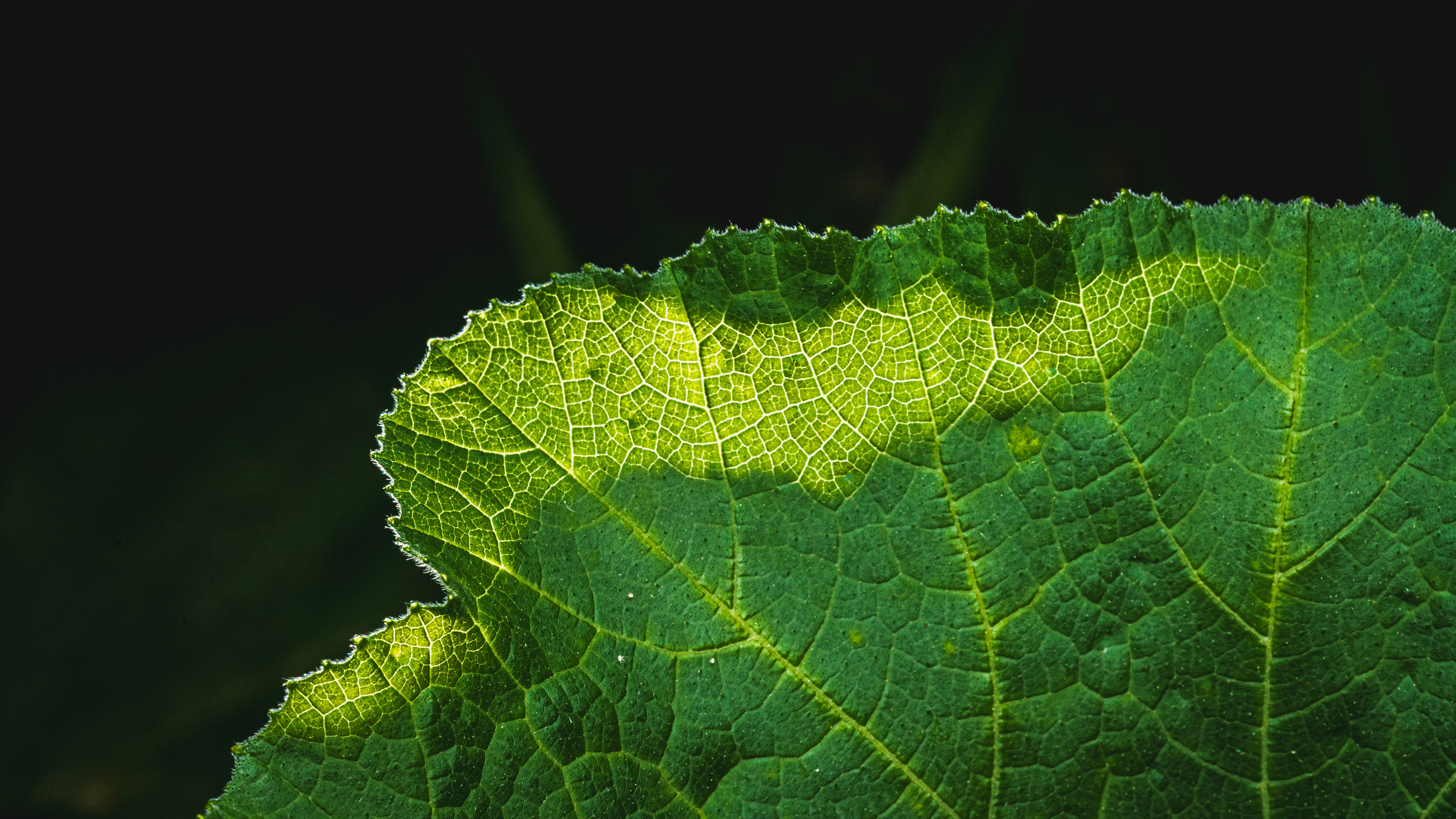 Veins of Vitality: A Leaf Close-Up at the Edge of Light