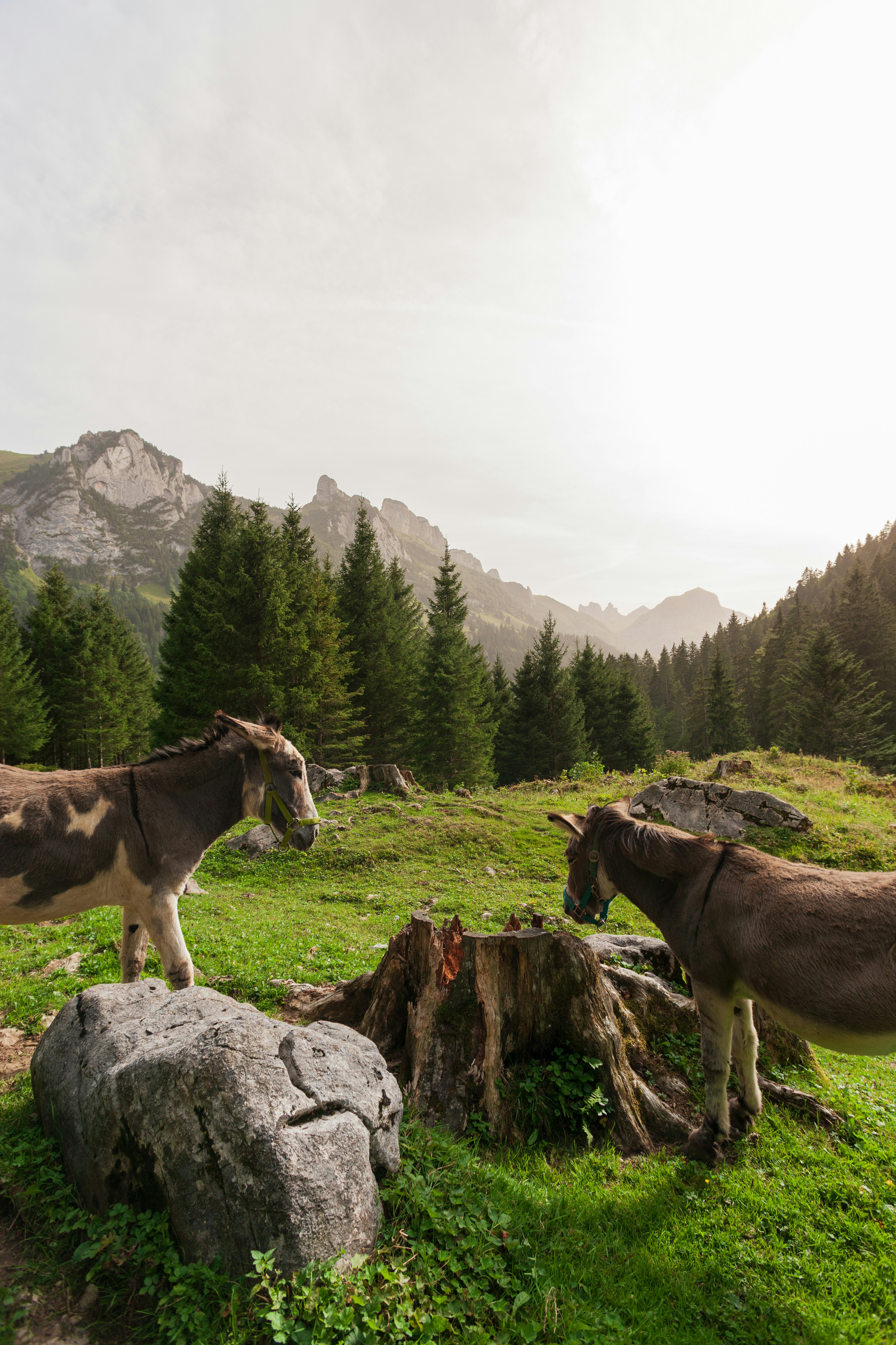 Two donkeys stand near a mossy rock and a tree stump in a sunlit alpine meadow with distant pines and rugged peaks.