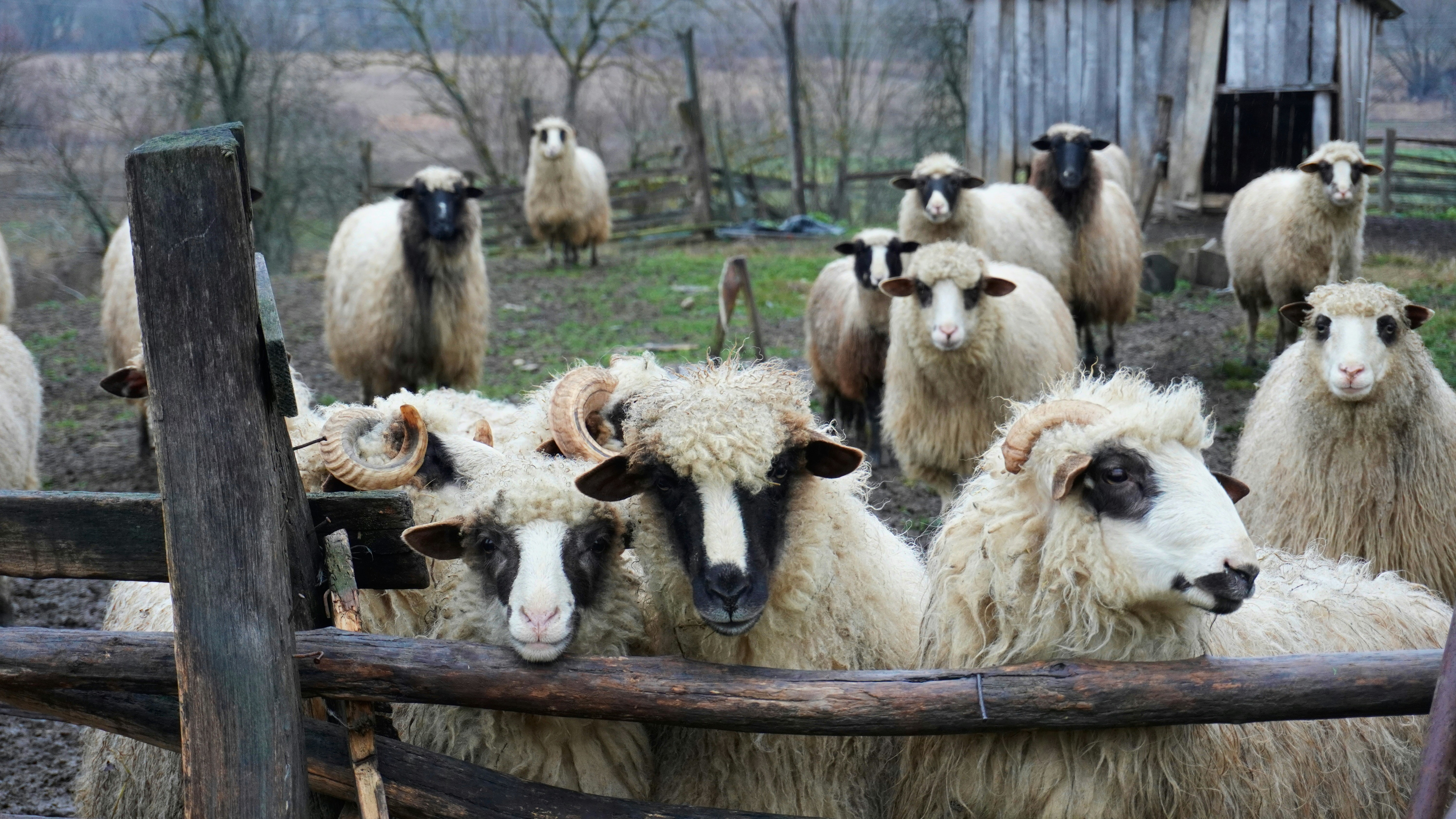 Curious Flock at the Stockade Fence