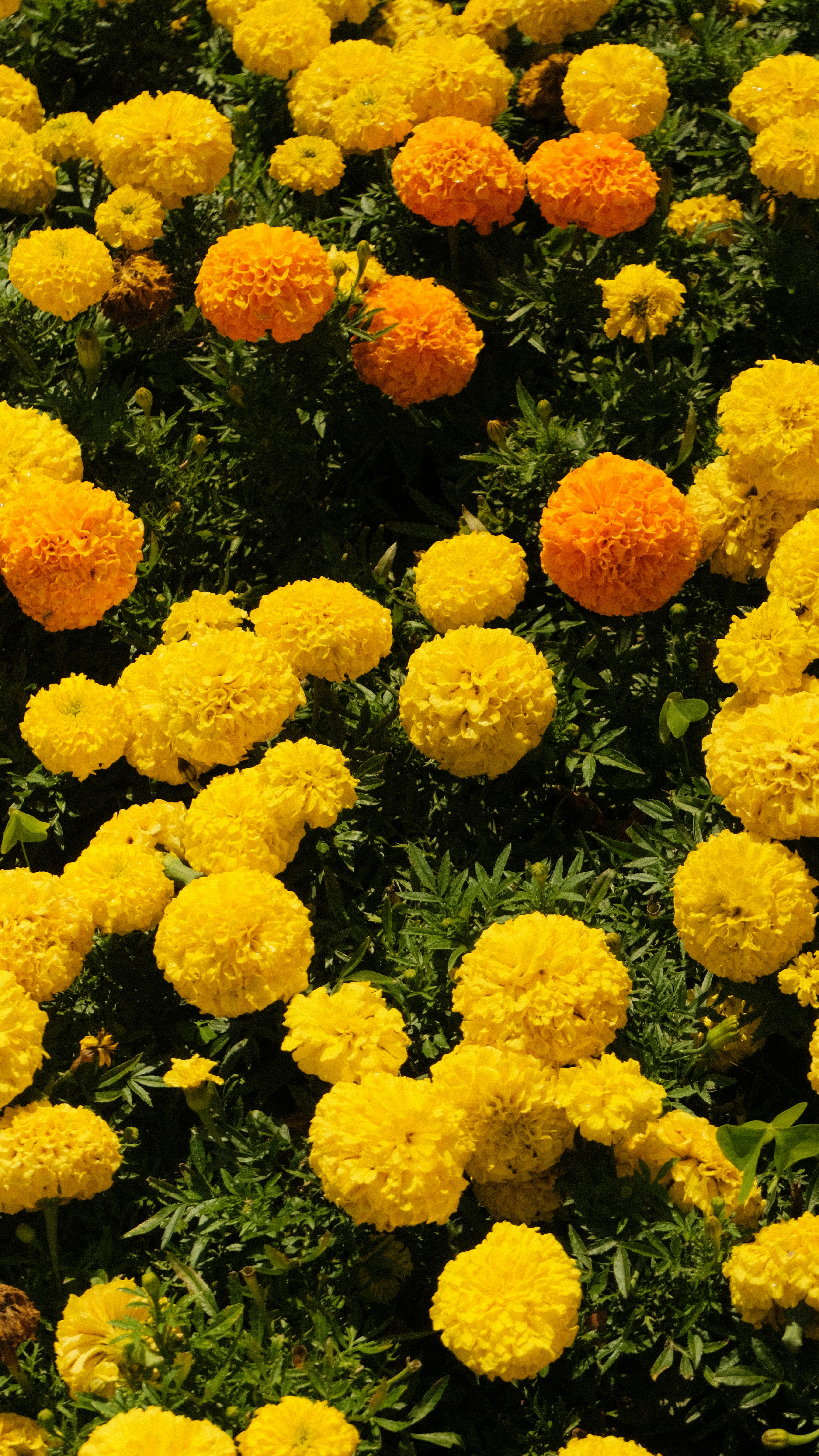 Sunlit Marigold Tide: A Field of Golden Blooms