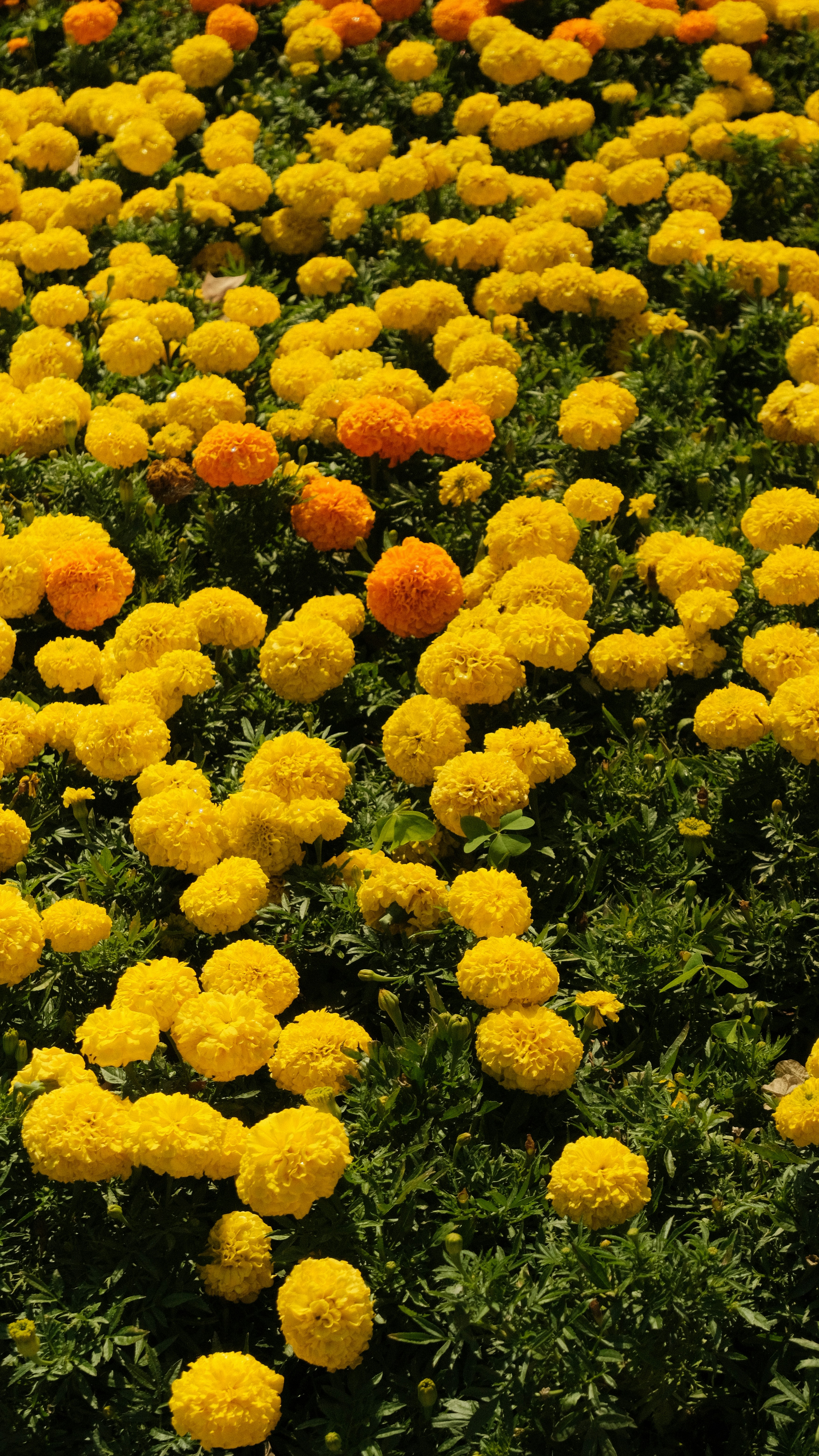 Fields of Gold: a Sea of Marigold Heads with a Hint of Orange