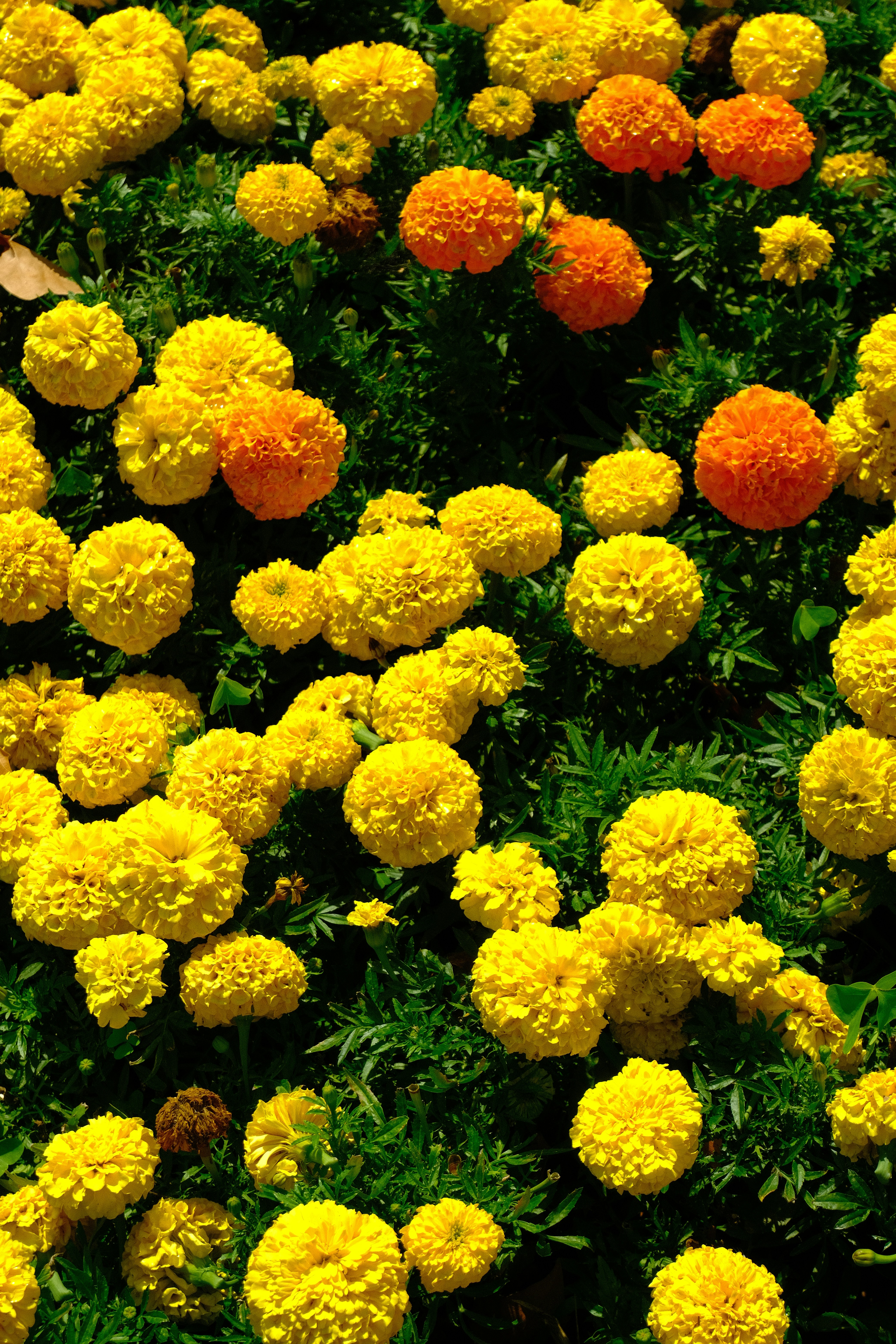 Sunlit Marigold Mosaic: a Sea of Yellow and Orange Blossoms