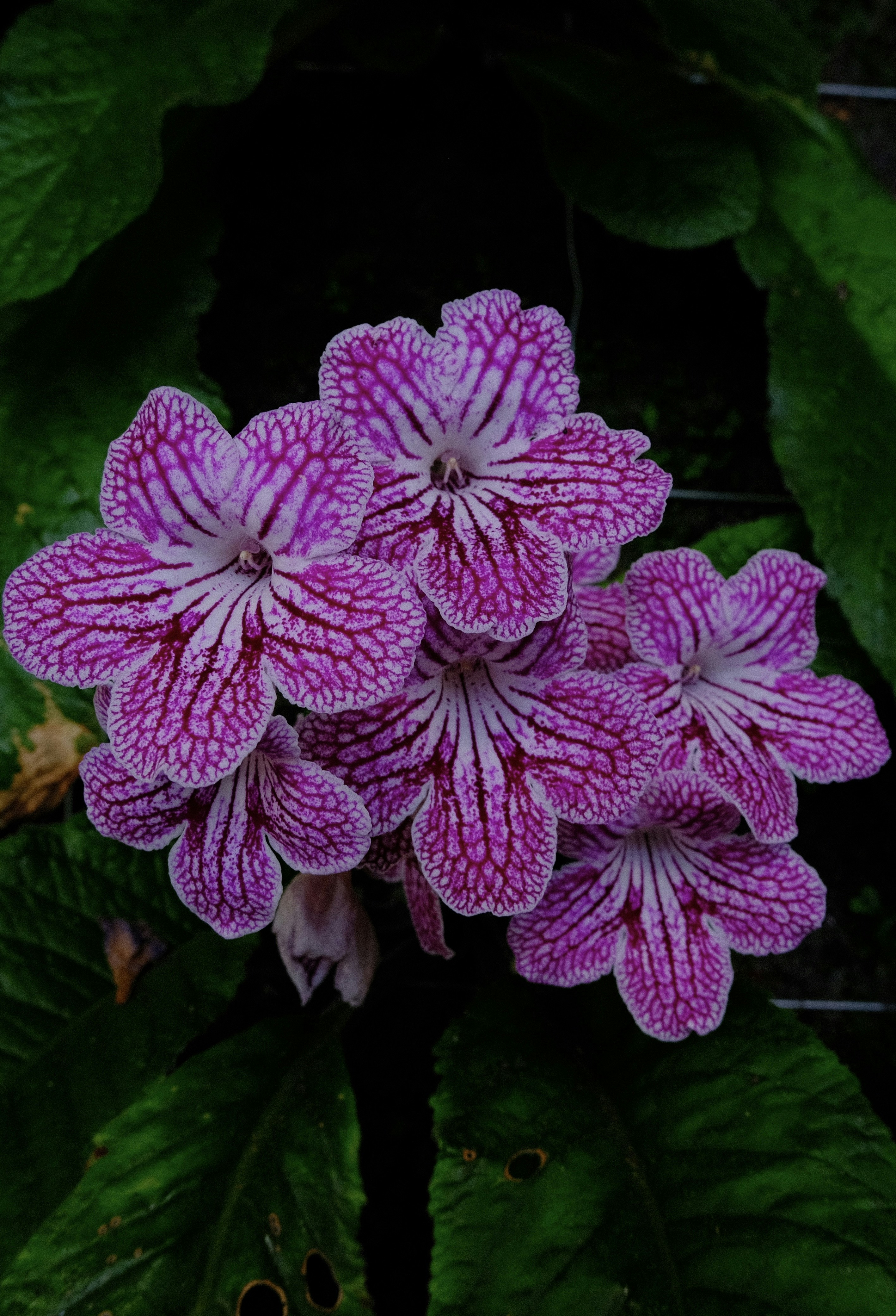 Cluster of purple-veined flowers centered in lush green frame