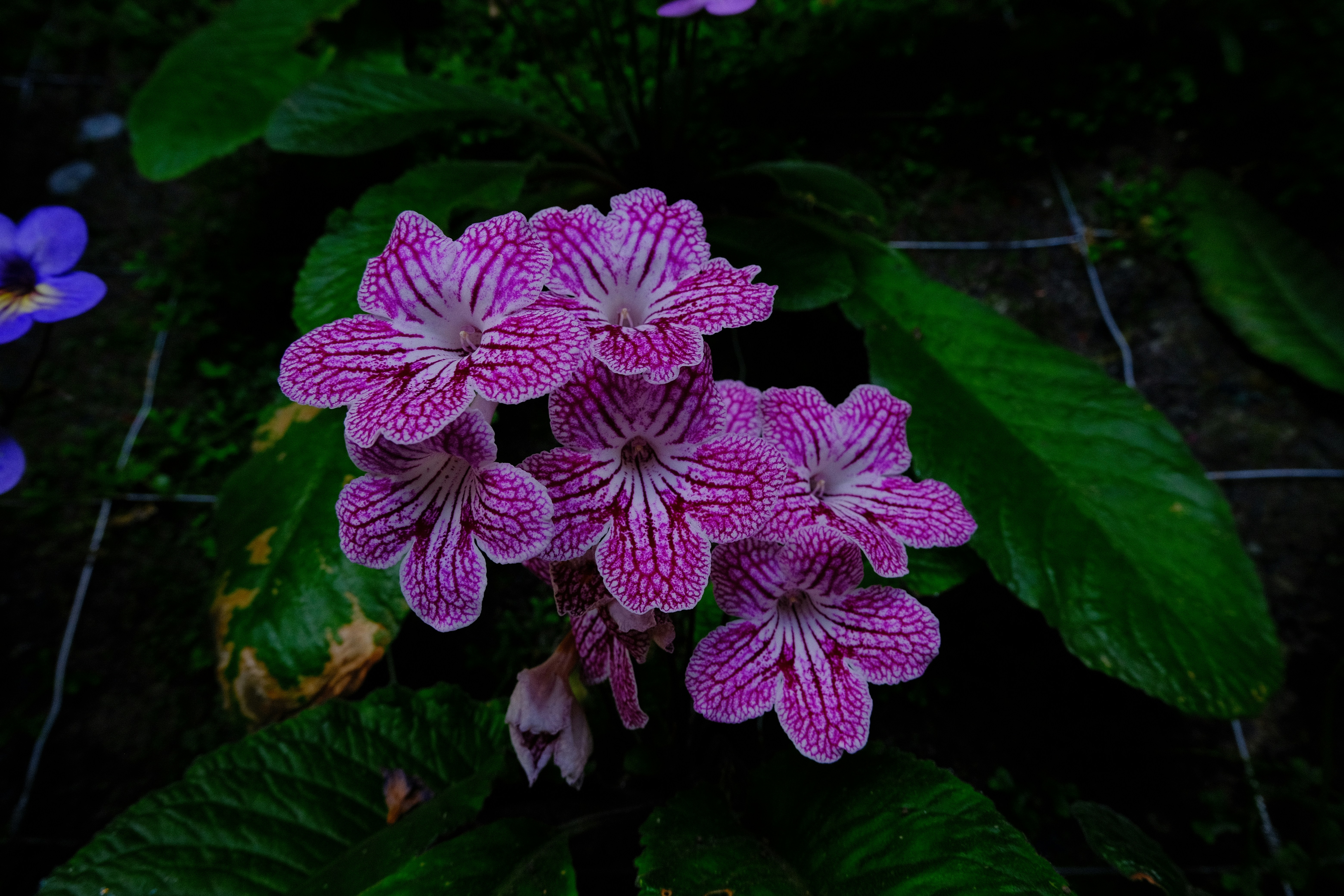 Vivid Pink Hydrangea Cluster Amid Dark Leaves