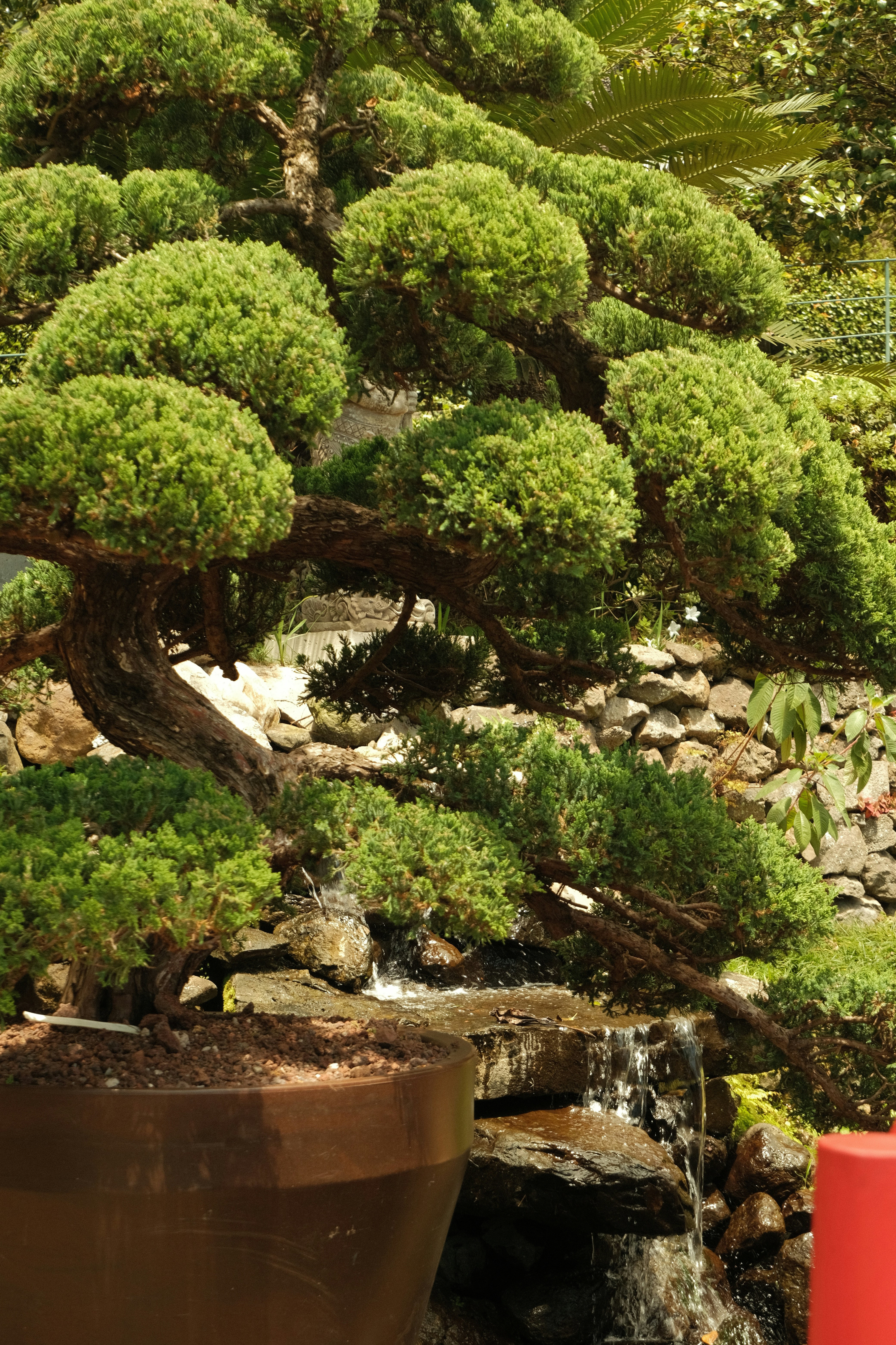 Tranquil Bonsai Cascade Over Stone Steps
