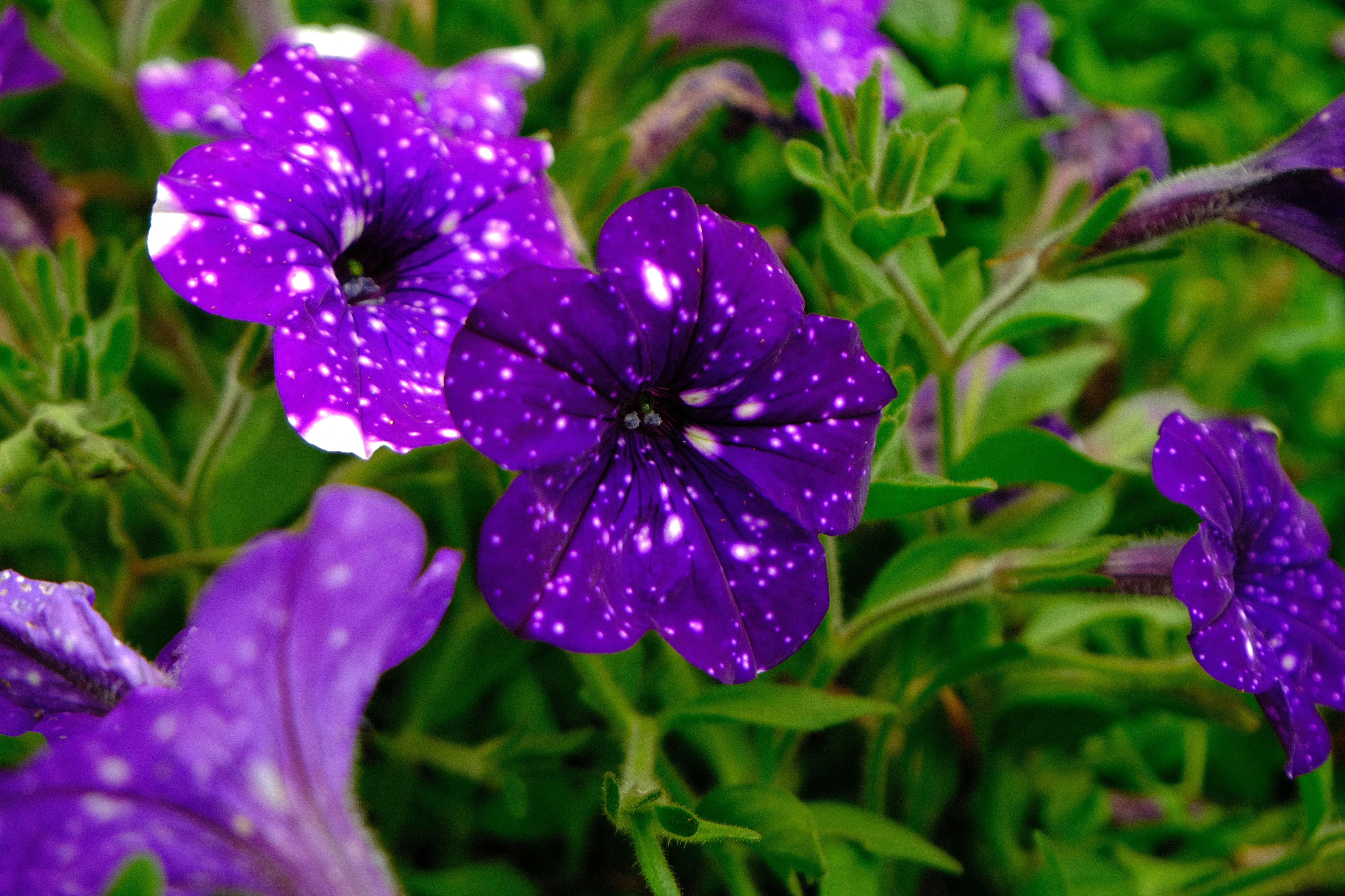 Violet Crown: A Cluster of Speckled Petals in Focus