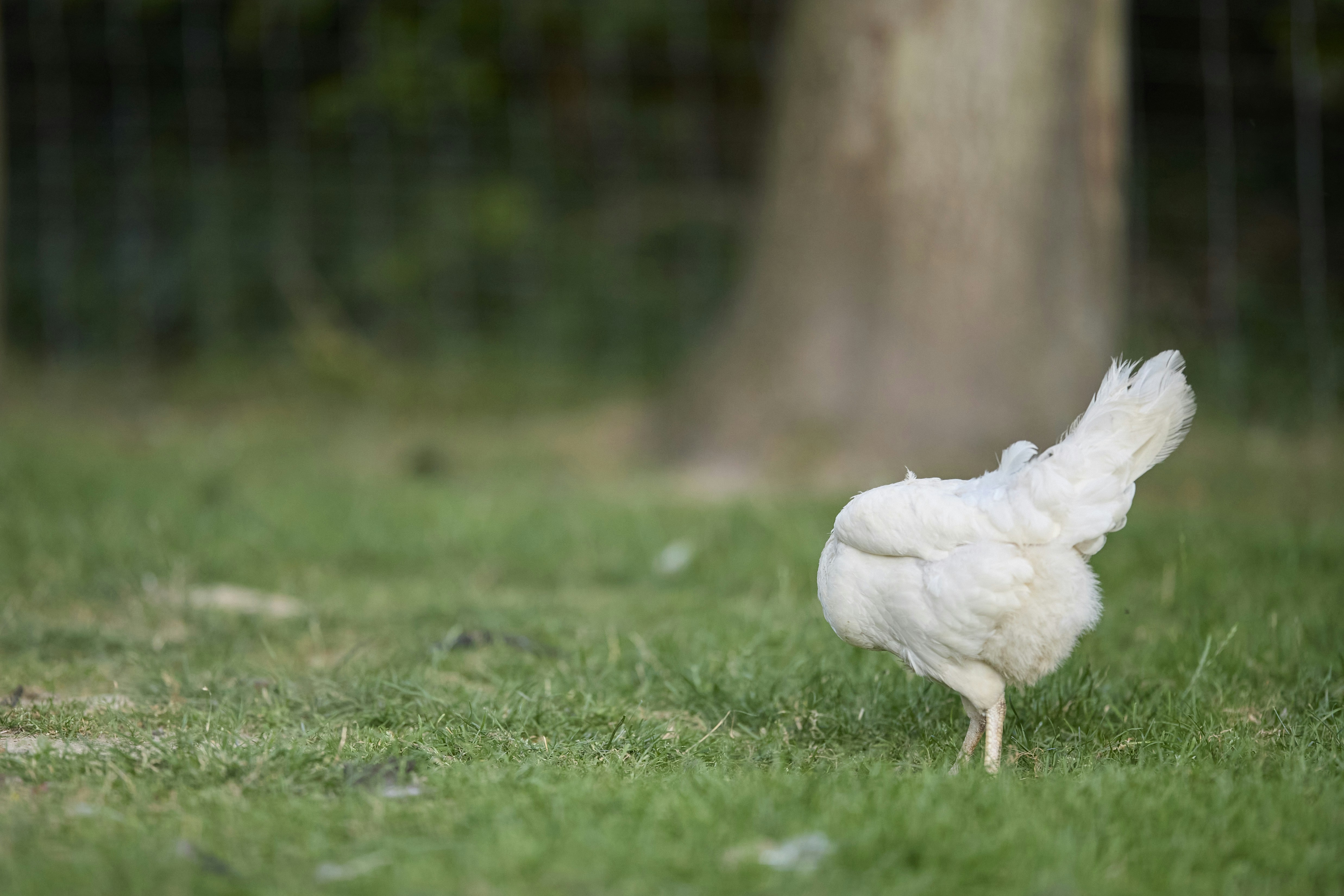 White hen in a sunlit yard against a wire fence