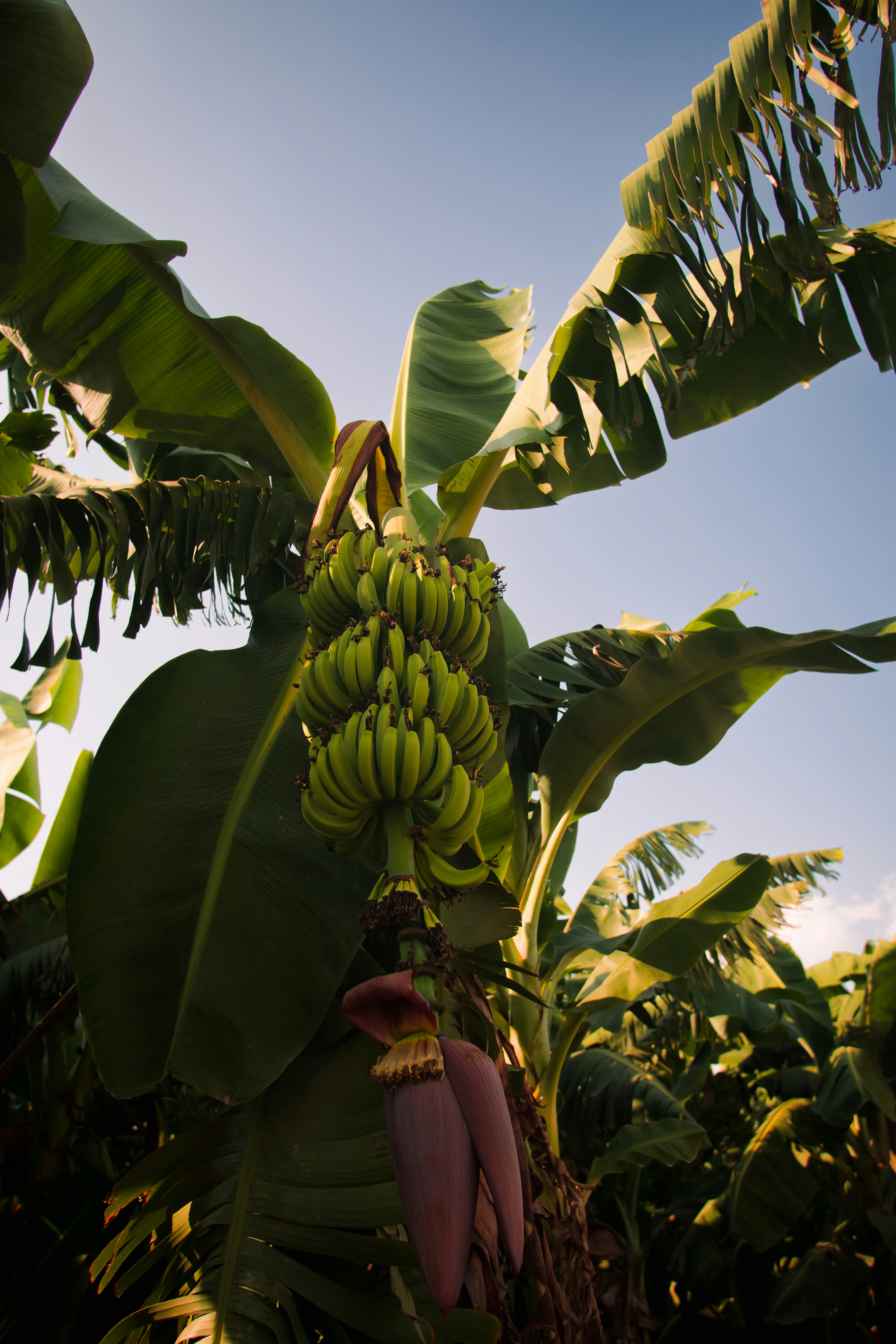 Banana Banner in Sunlit Banana Grove