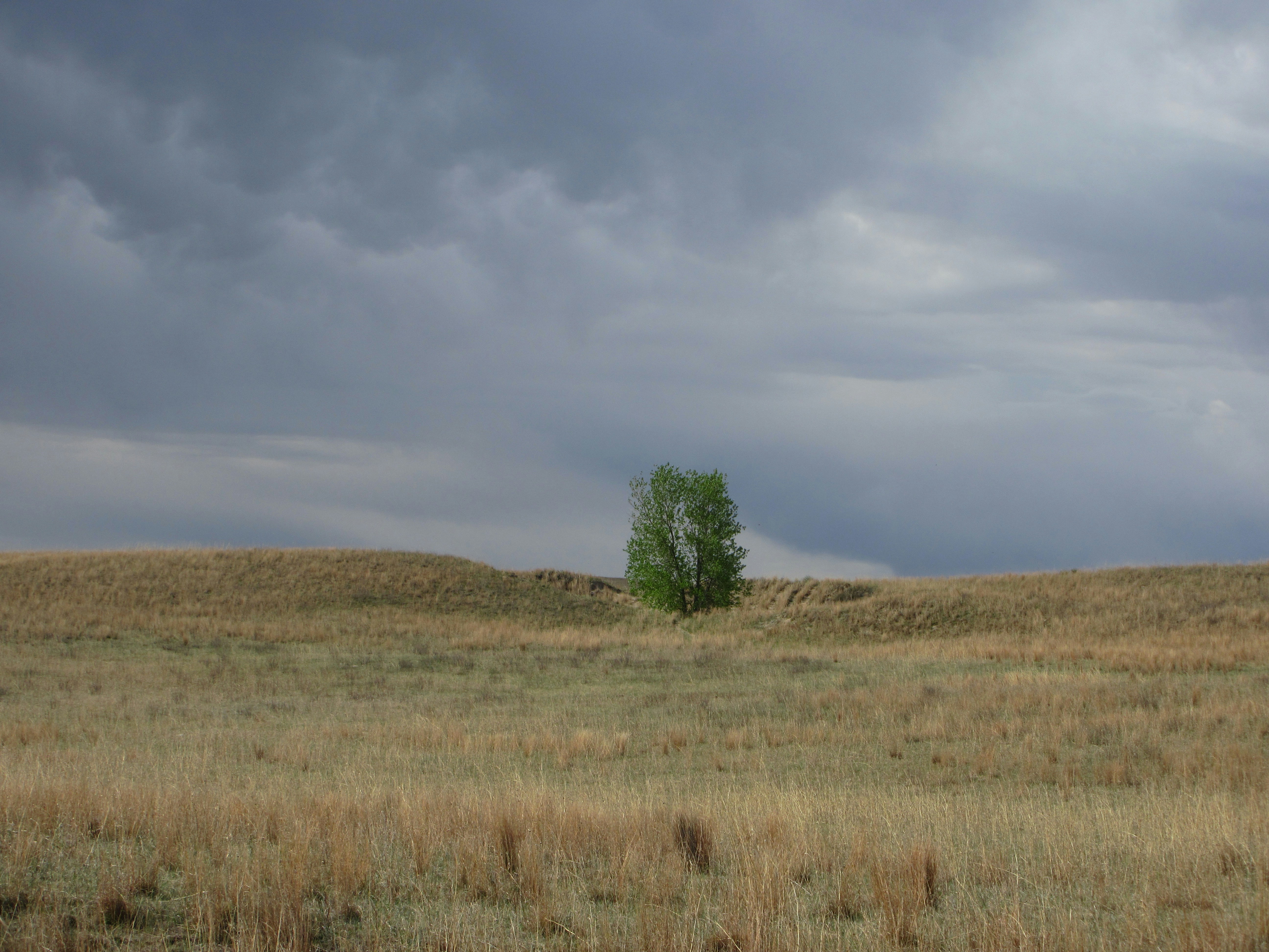  lone green tree on a rolling prairie under a moody sky
