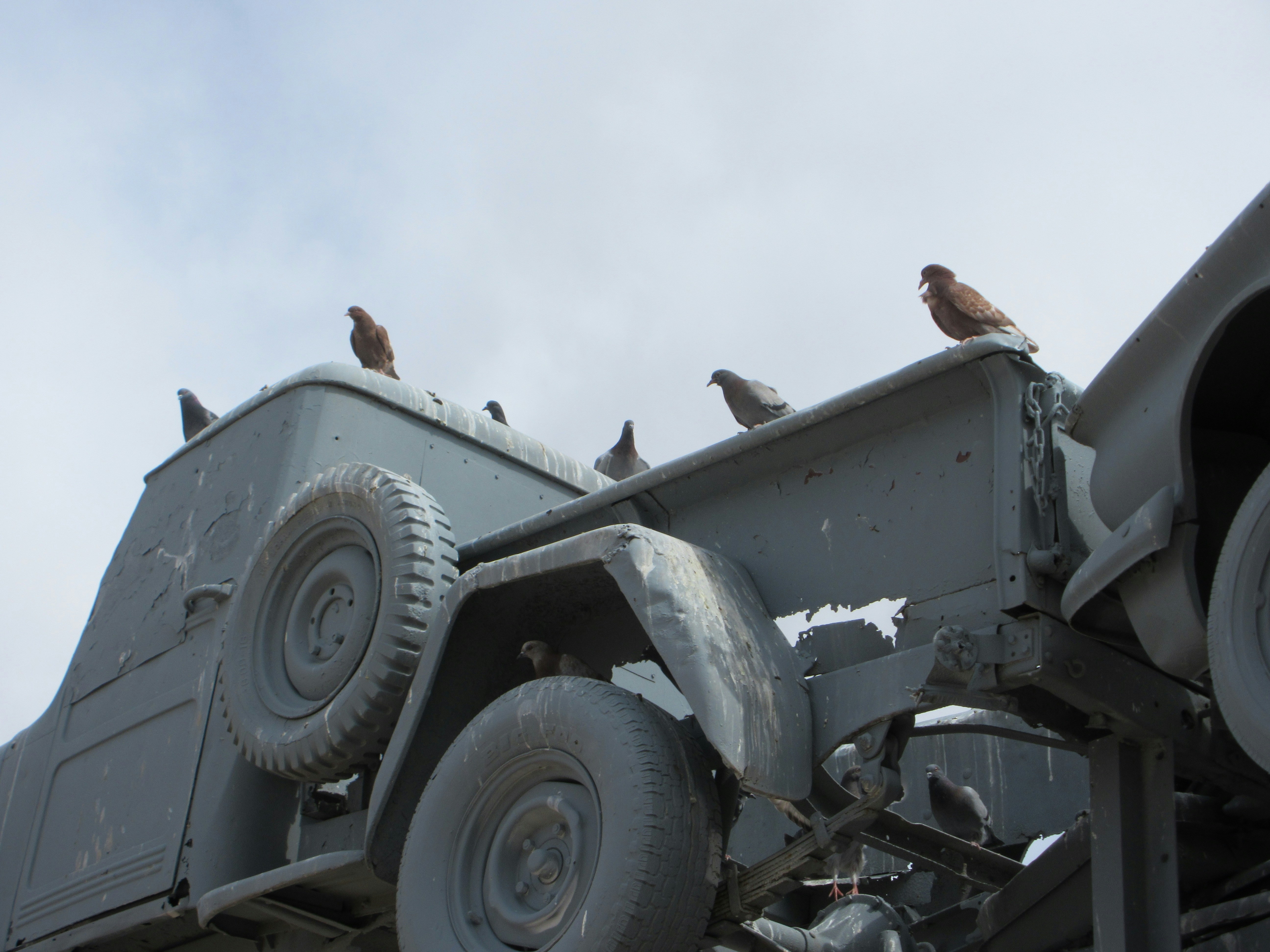 Rookery on a Weathered Wheelarch: Birds Perched on a Stalled Truck