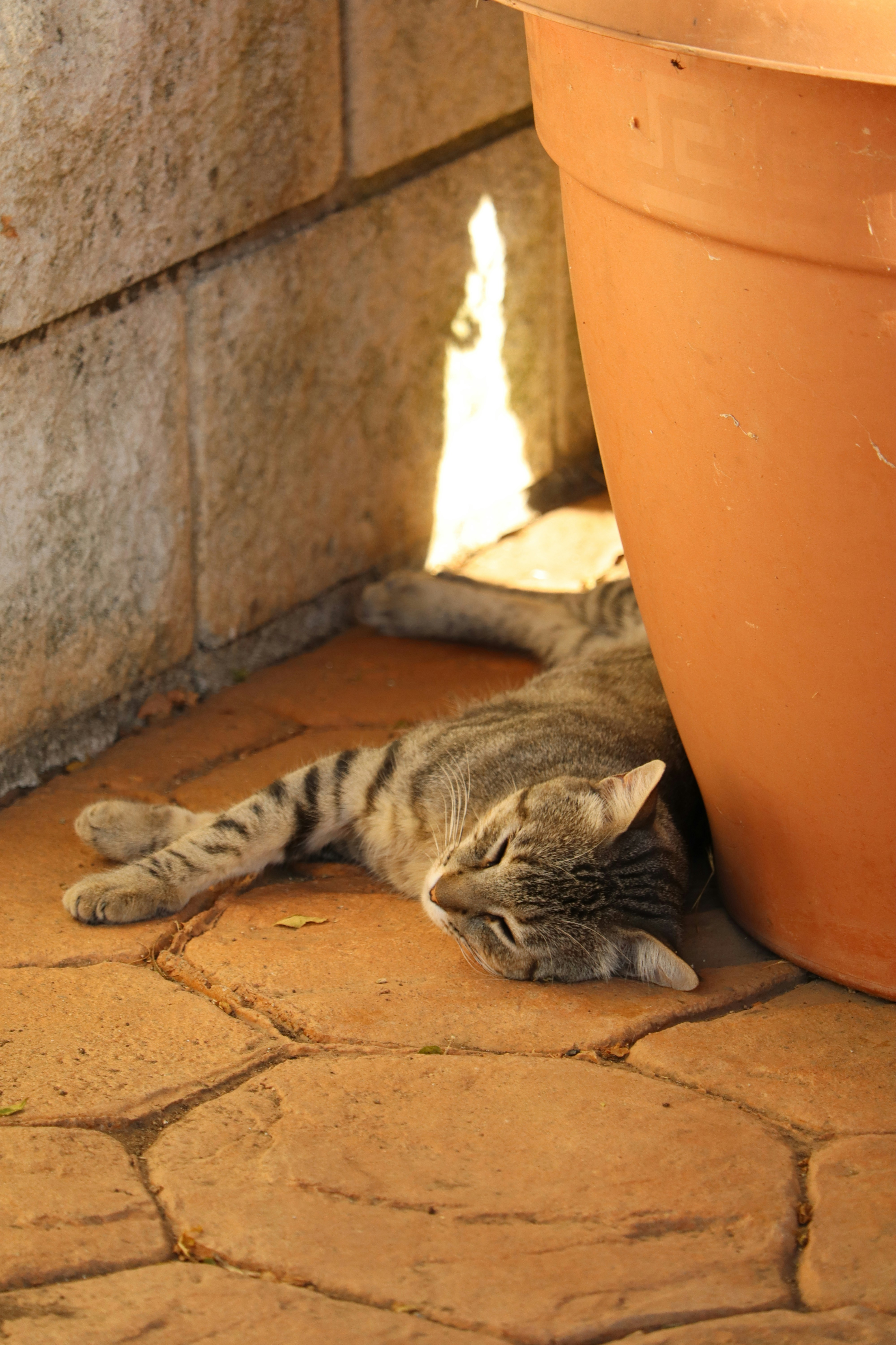 Sunlit Slumber: a striped cat tucked beside a terracotta planter