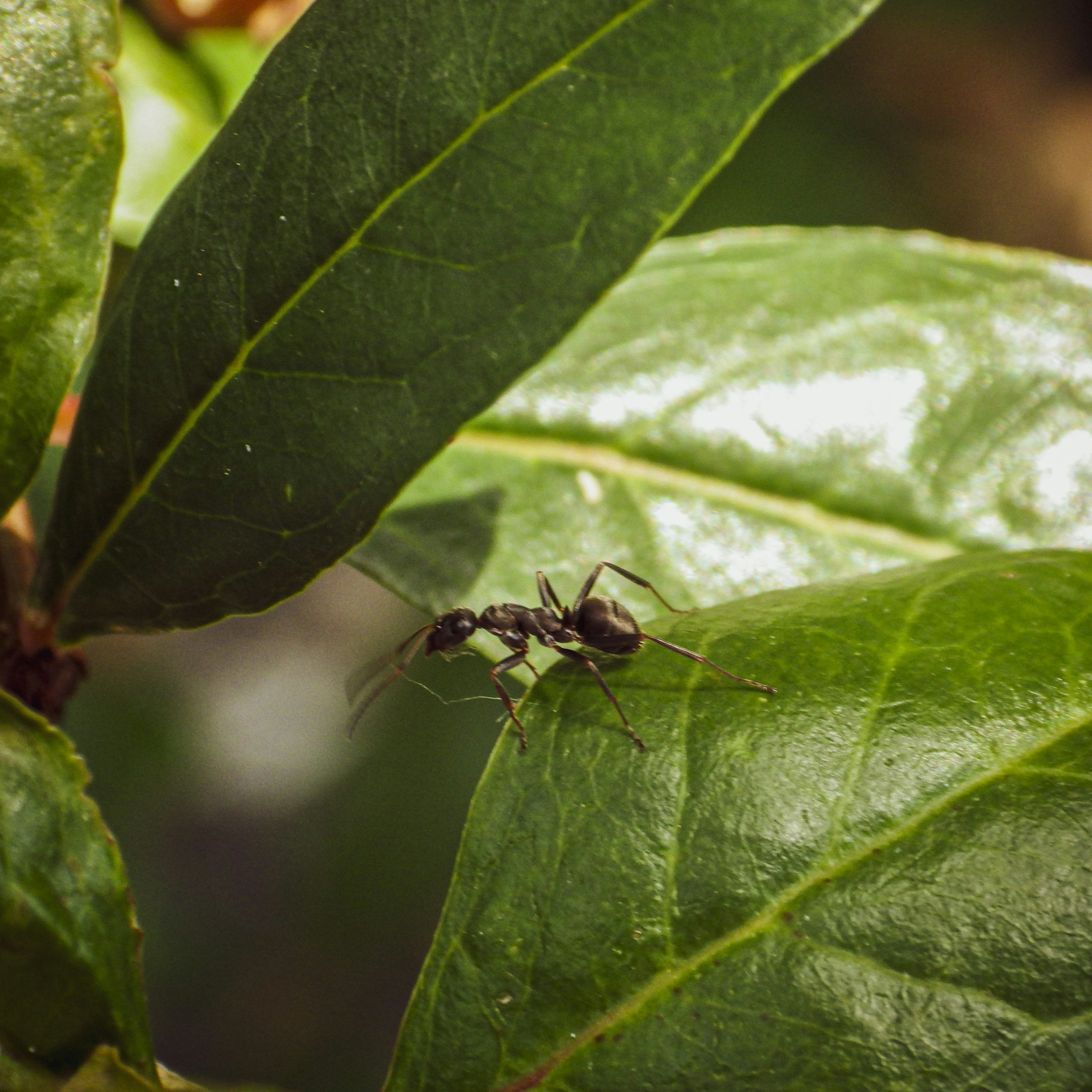 Ant on a Leaf: a Quiet Moment of Garden Detail