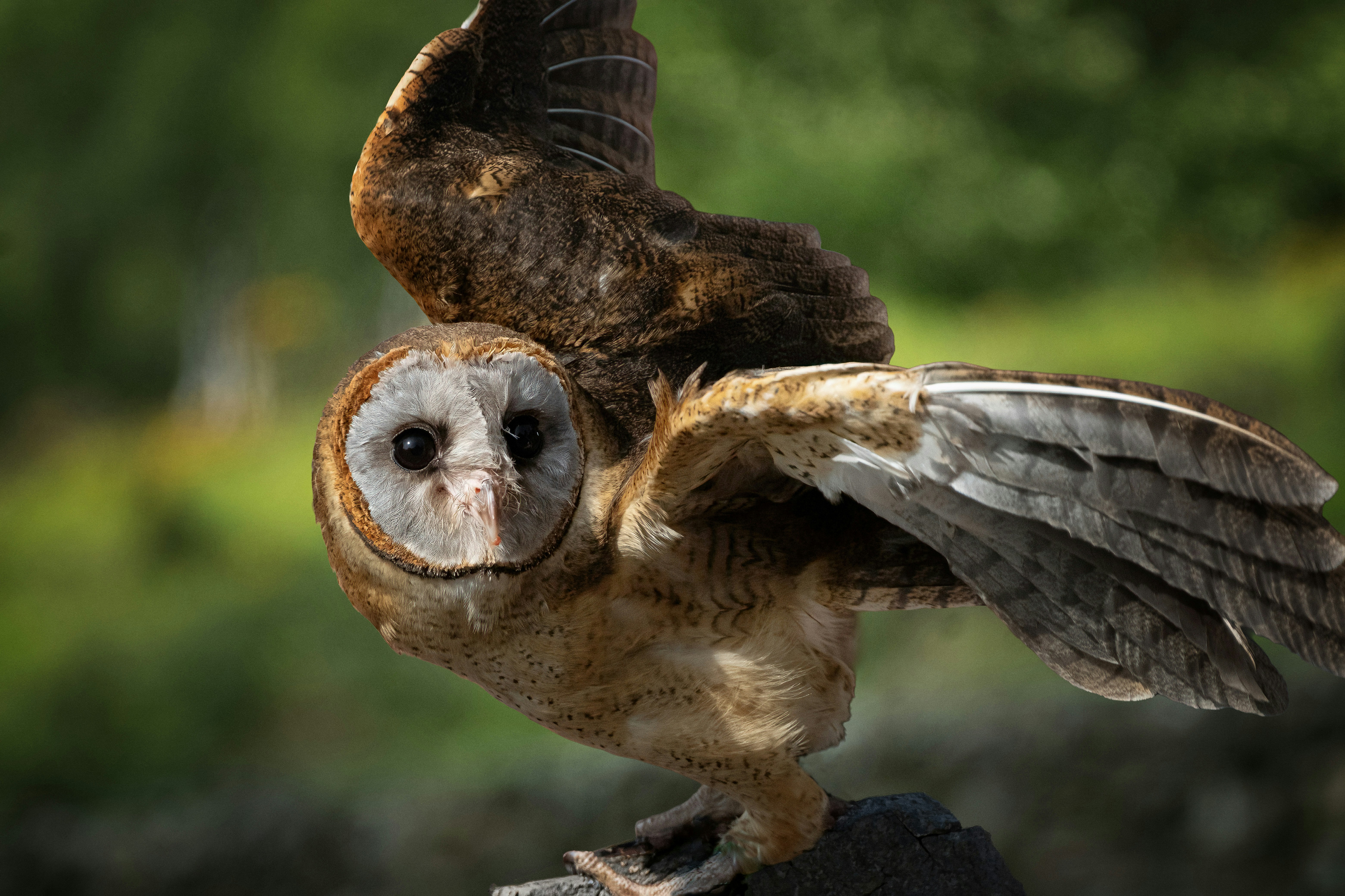 Mid-Air Owl: Focus in Flight