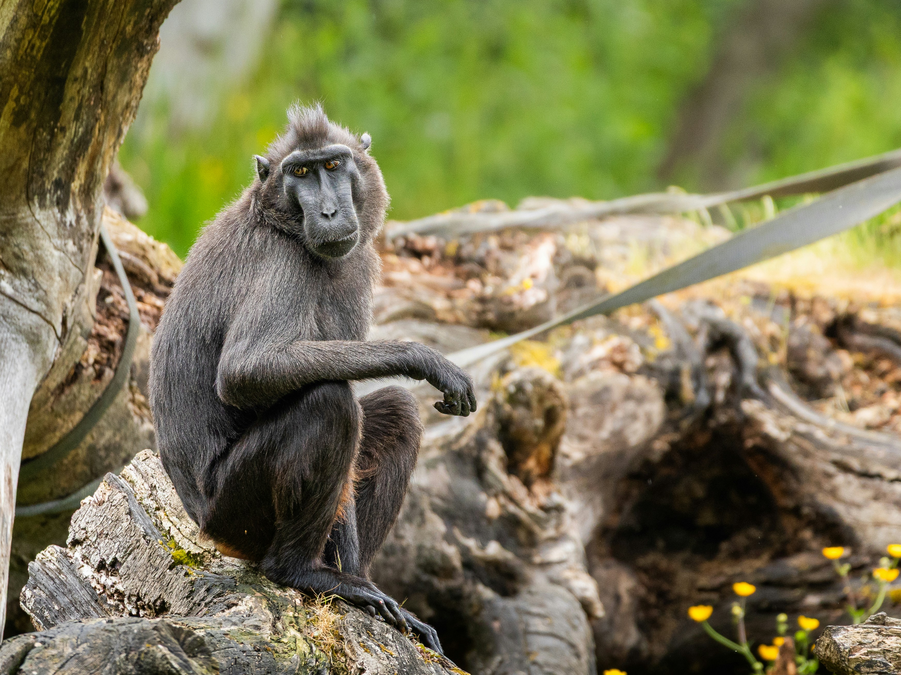 Calm Chieftain of the Rock: A Langur in Quiet Vigil