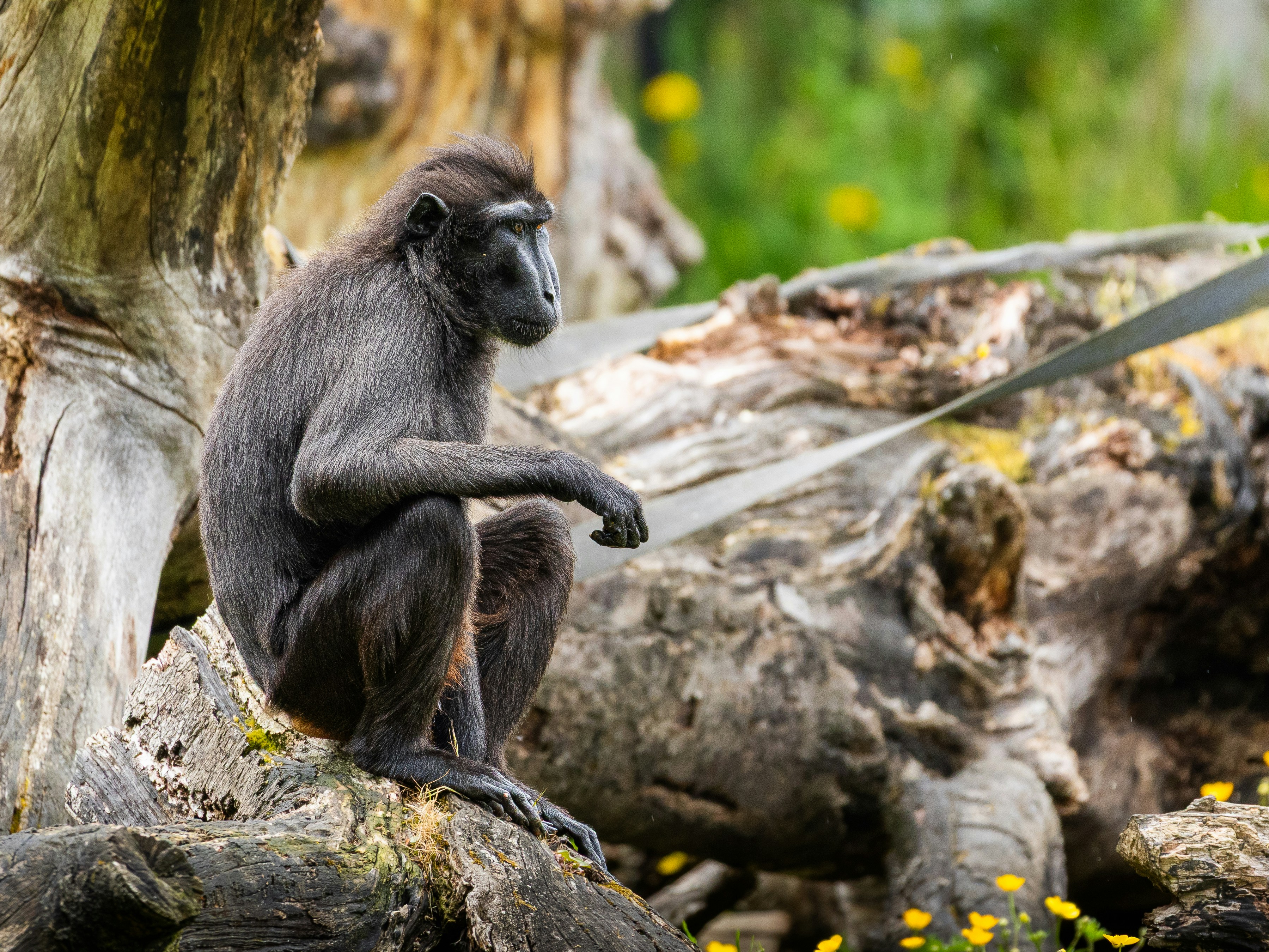  contemplative chimp perched among fallen logs