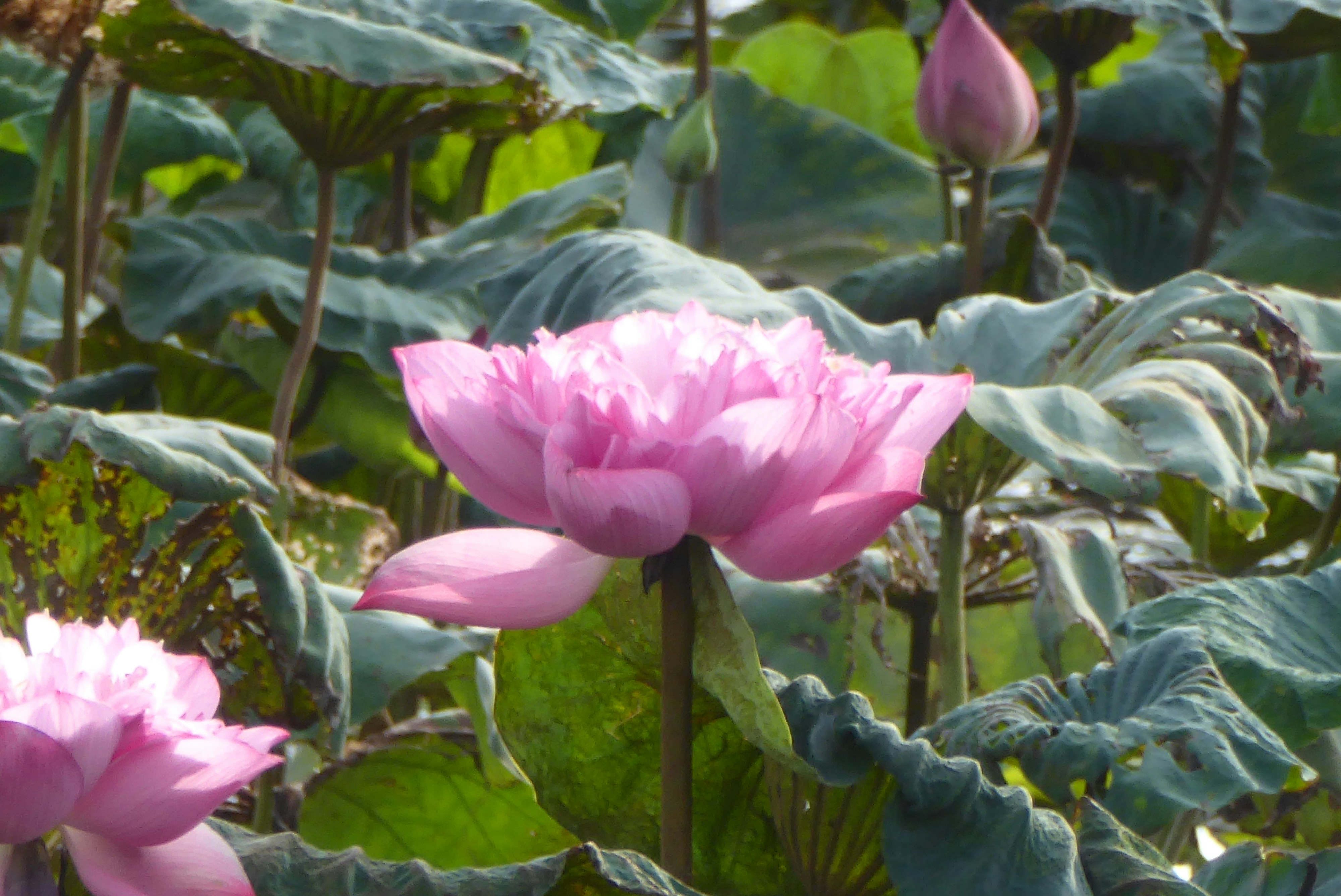 Pink Lotus Bloom Amid Broad Green Pads