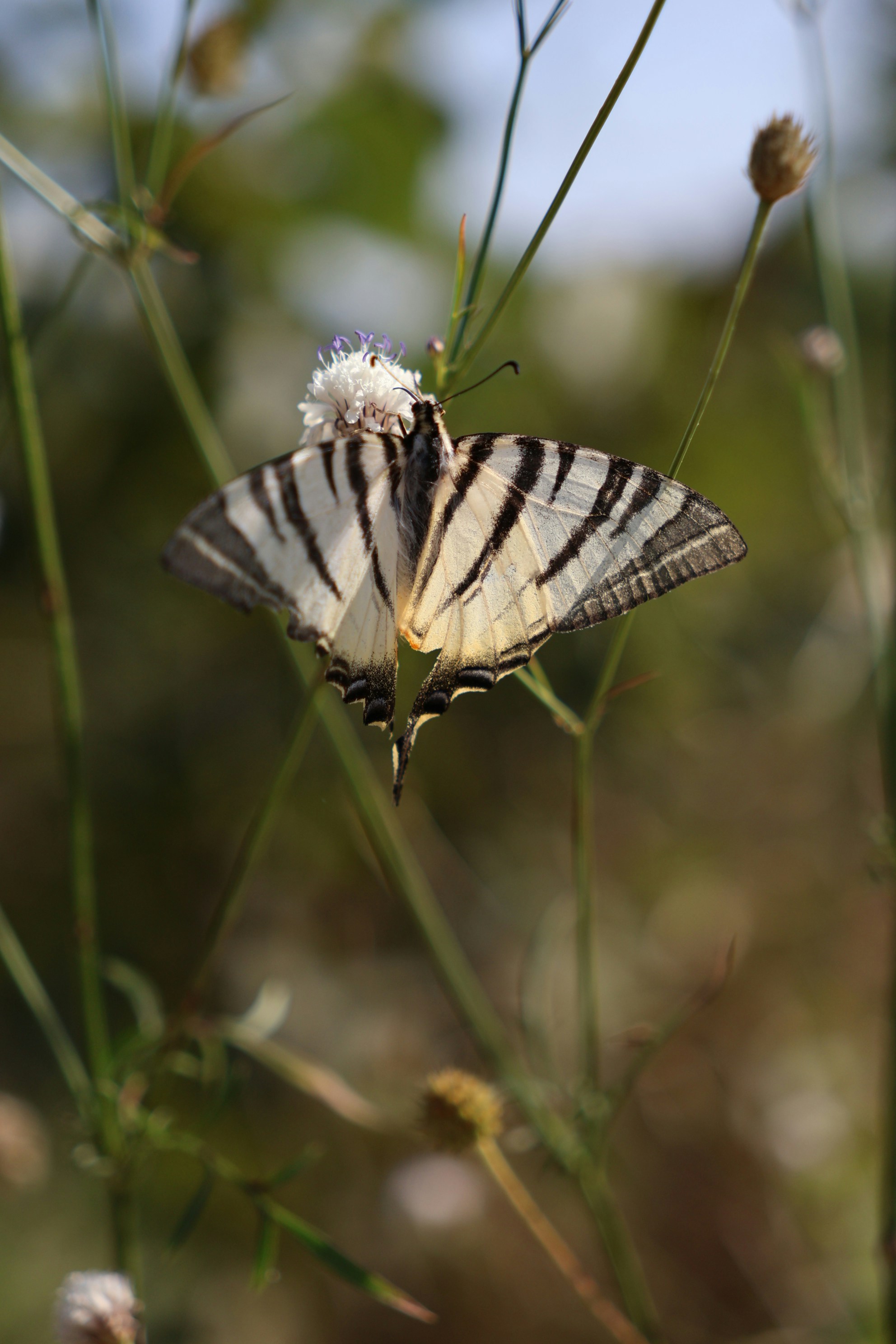 Stripes in Quiet Wind: A Zebra-Patterned Butterfly on a Meadow Bloom