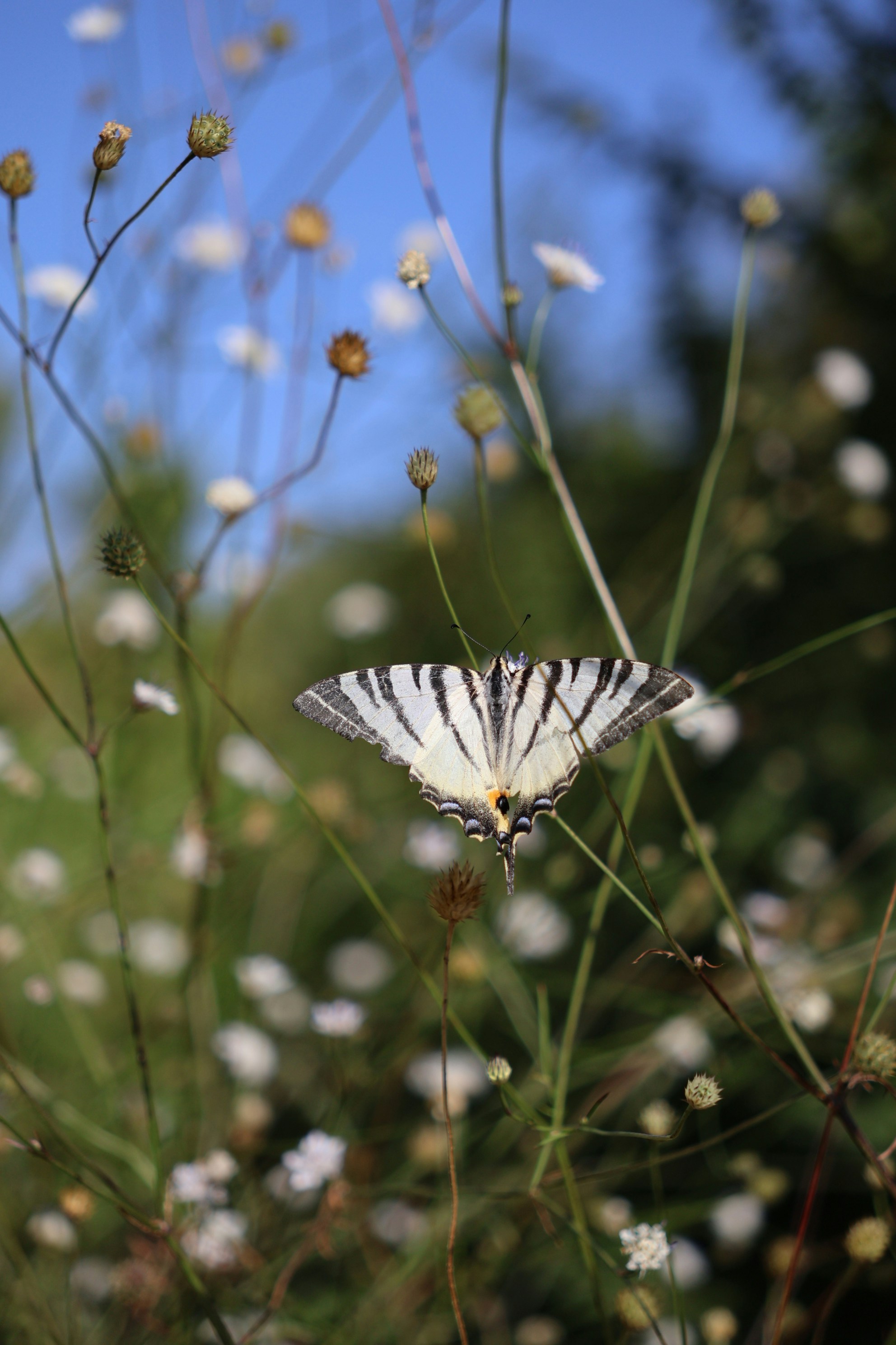 Stripe-winged butterfly resting among delicate wildflowers in bright meadow