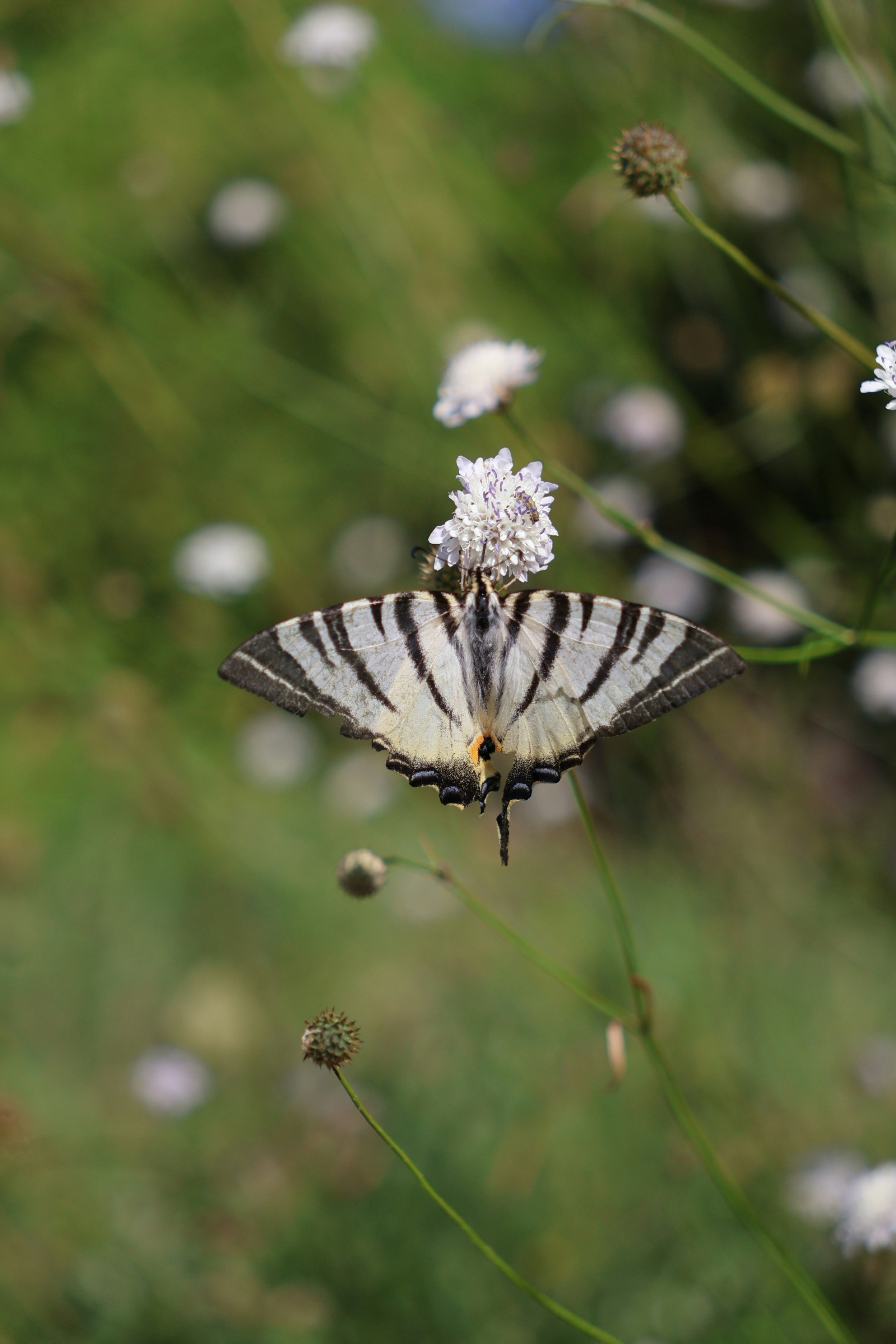 Striped butterfly resting on a delicate wildflower in a sunlit field