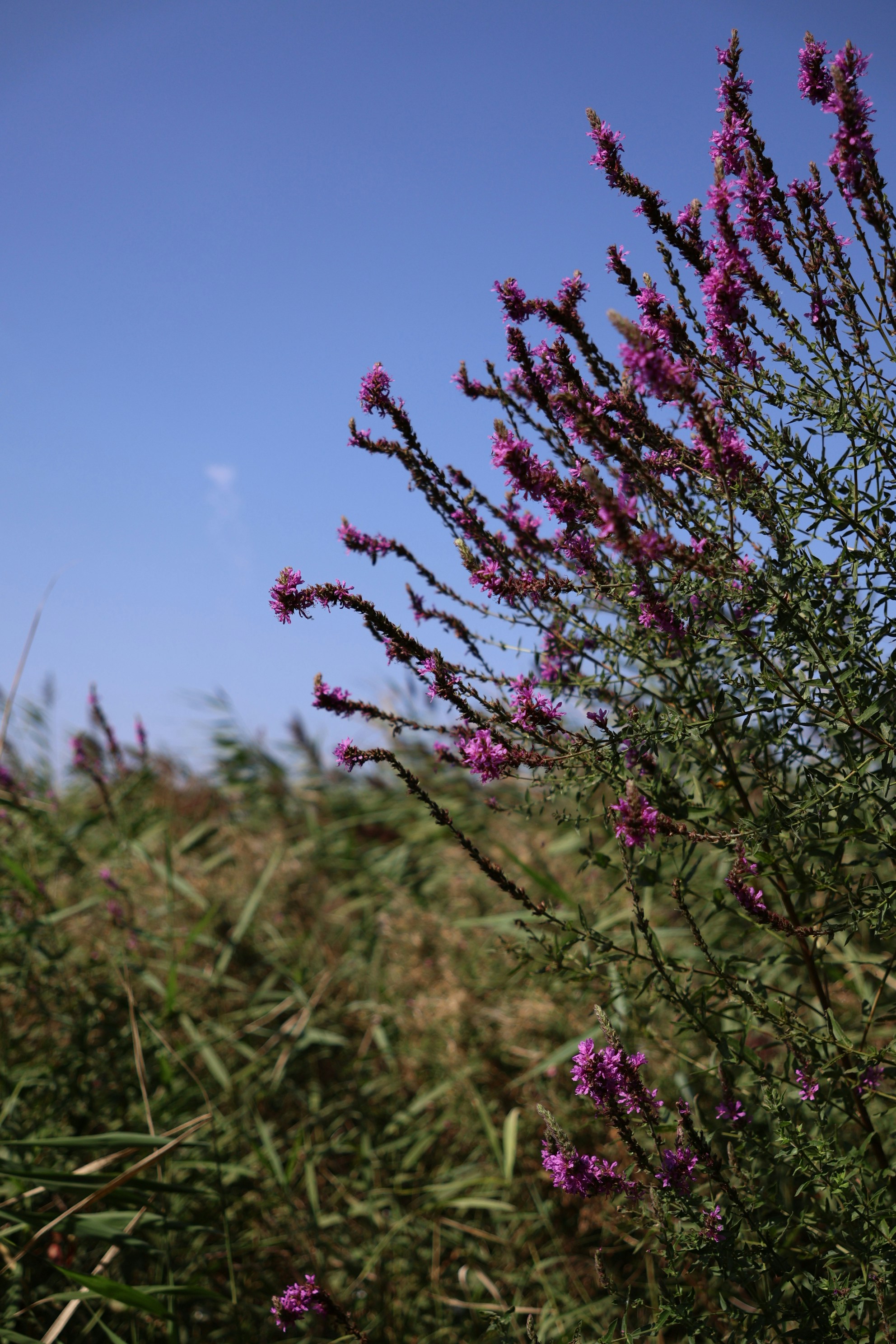 Vibrant Heather Blooms Against a Clear Field Sky