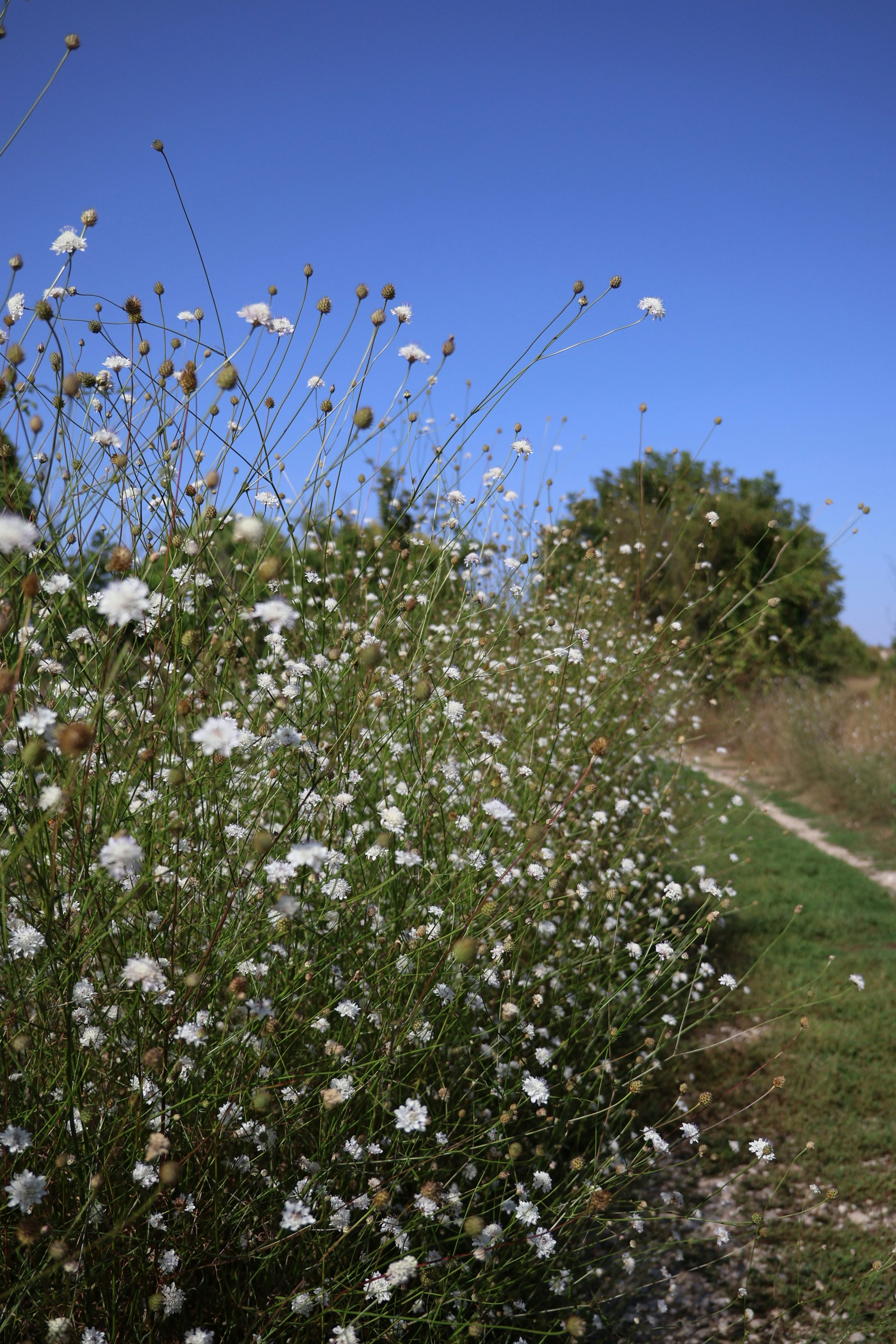 Scarlet-White Meadow: A Path Through Dandelion Silence