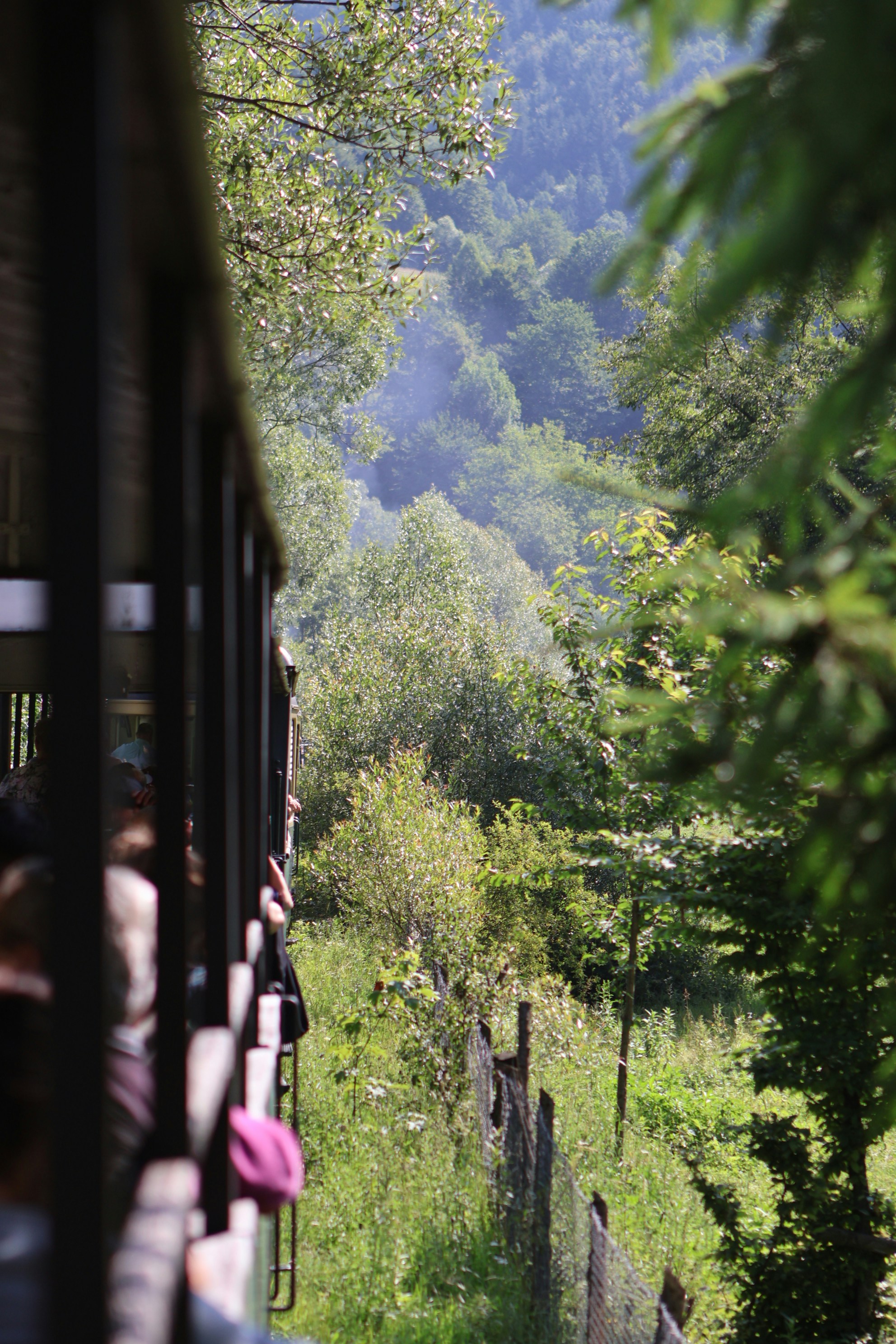 Along the Narrow Carriage: Morning Light on a Forest Rail
