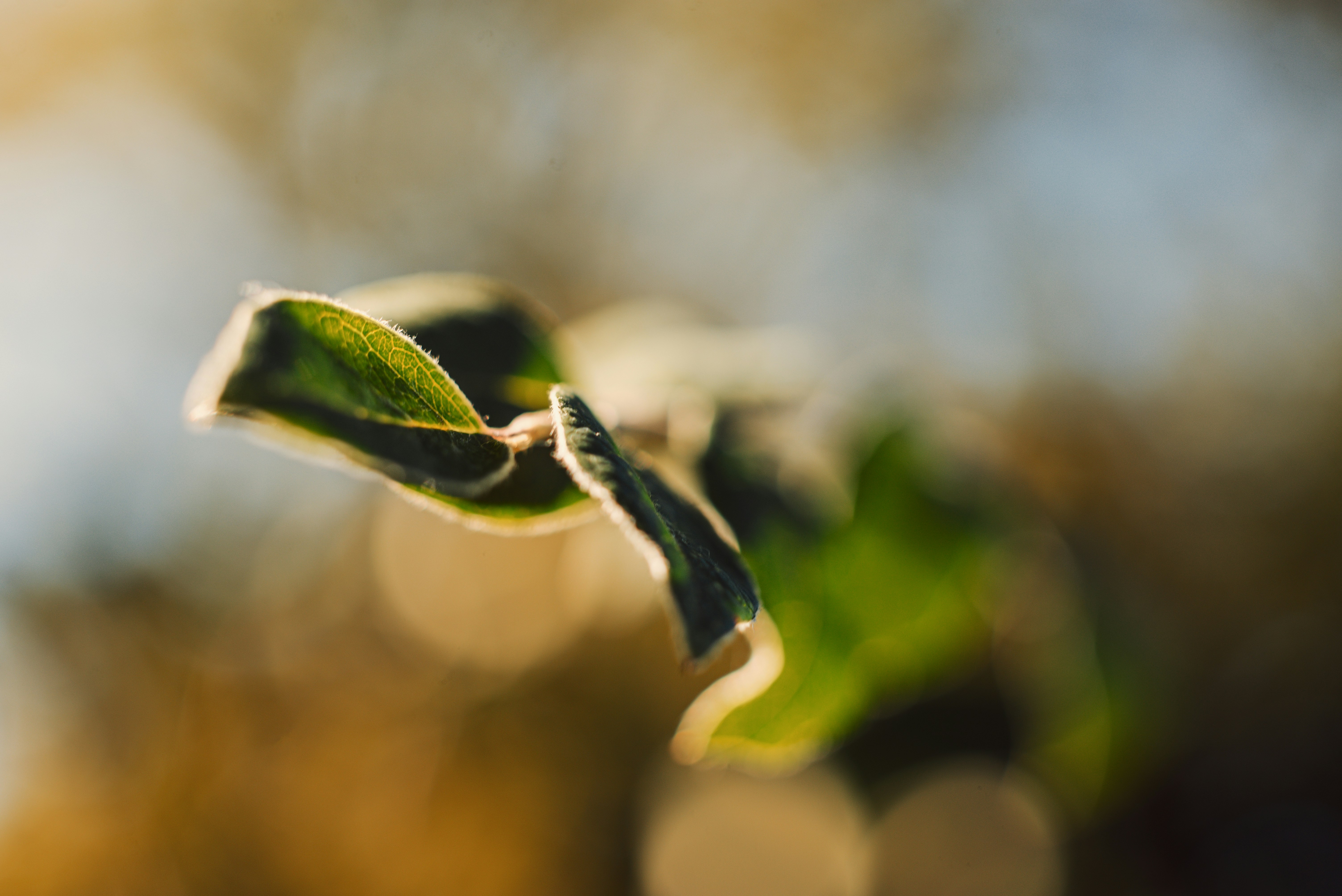 Edge of a Leaf: Quiet Focus in Warm Bokeh