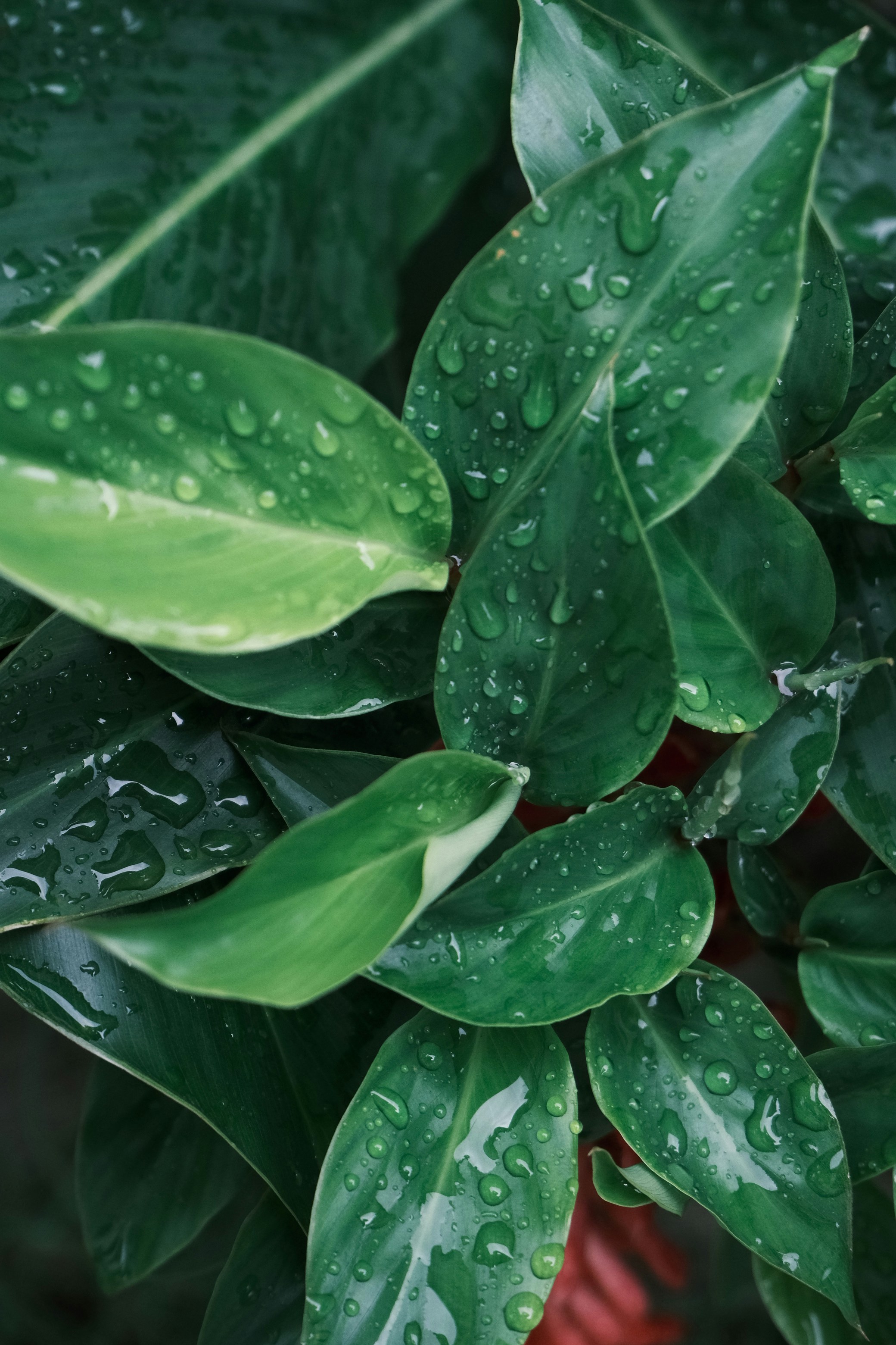 Rain-kissed Green Leaves: A Close-Up of Verdant Texture