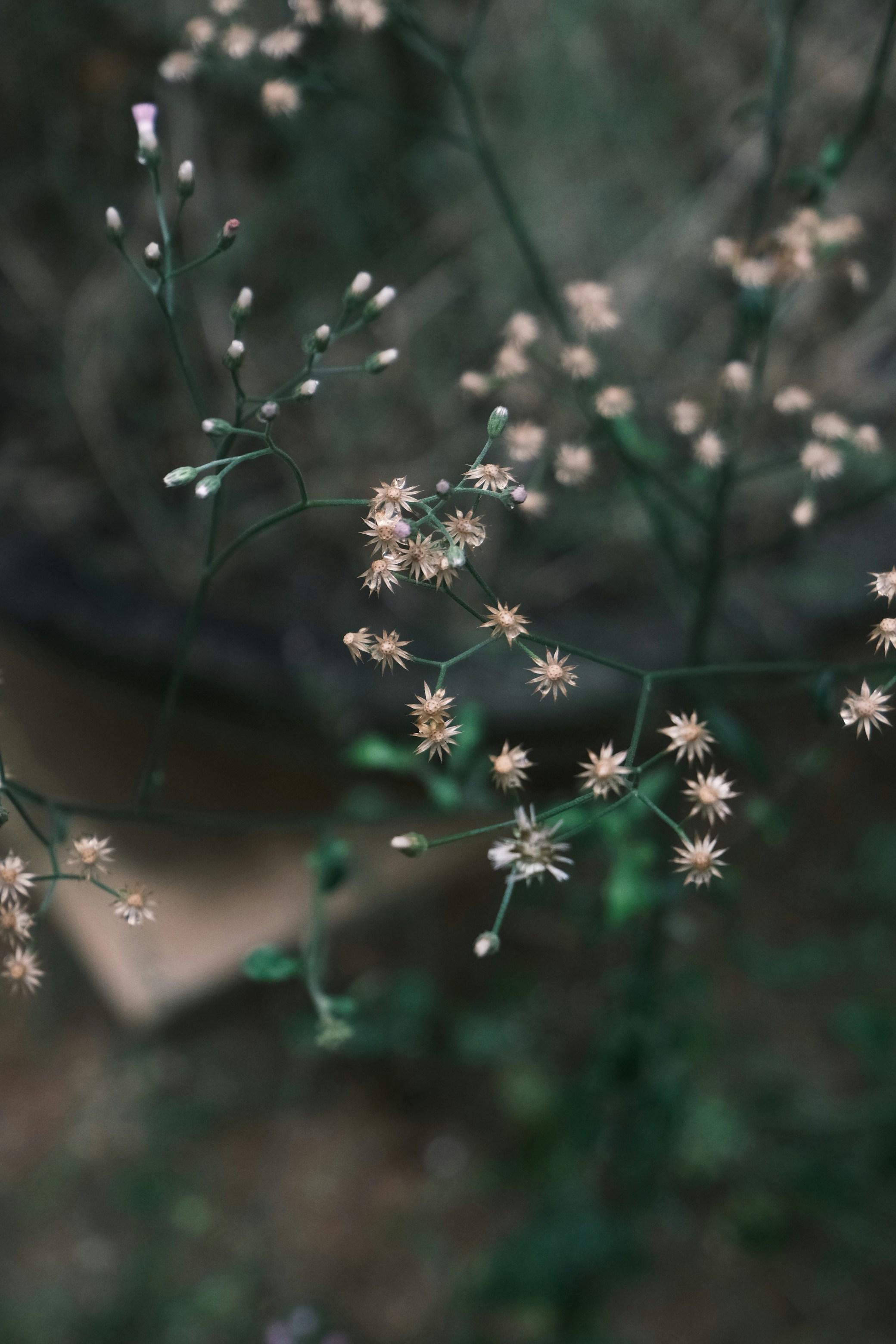 Delicate Fireworks in a Quiet Garden