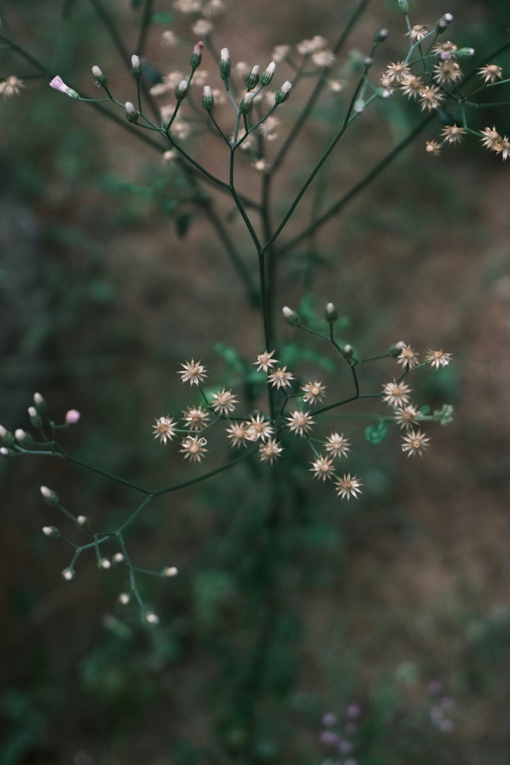 Delicate Seed Heads on a Quiet Plant Stem