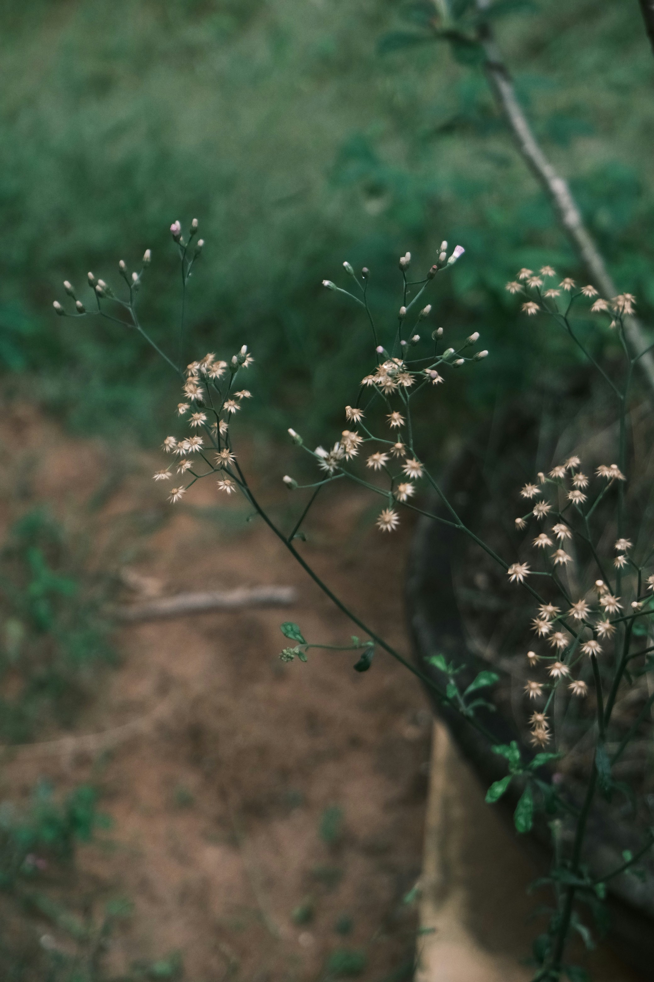 Soft focus bloom at the edge of the path