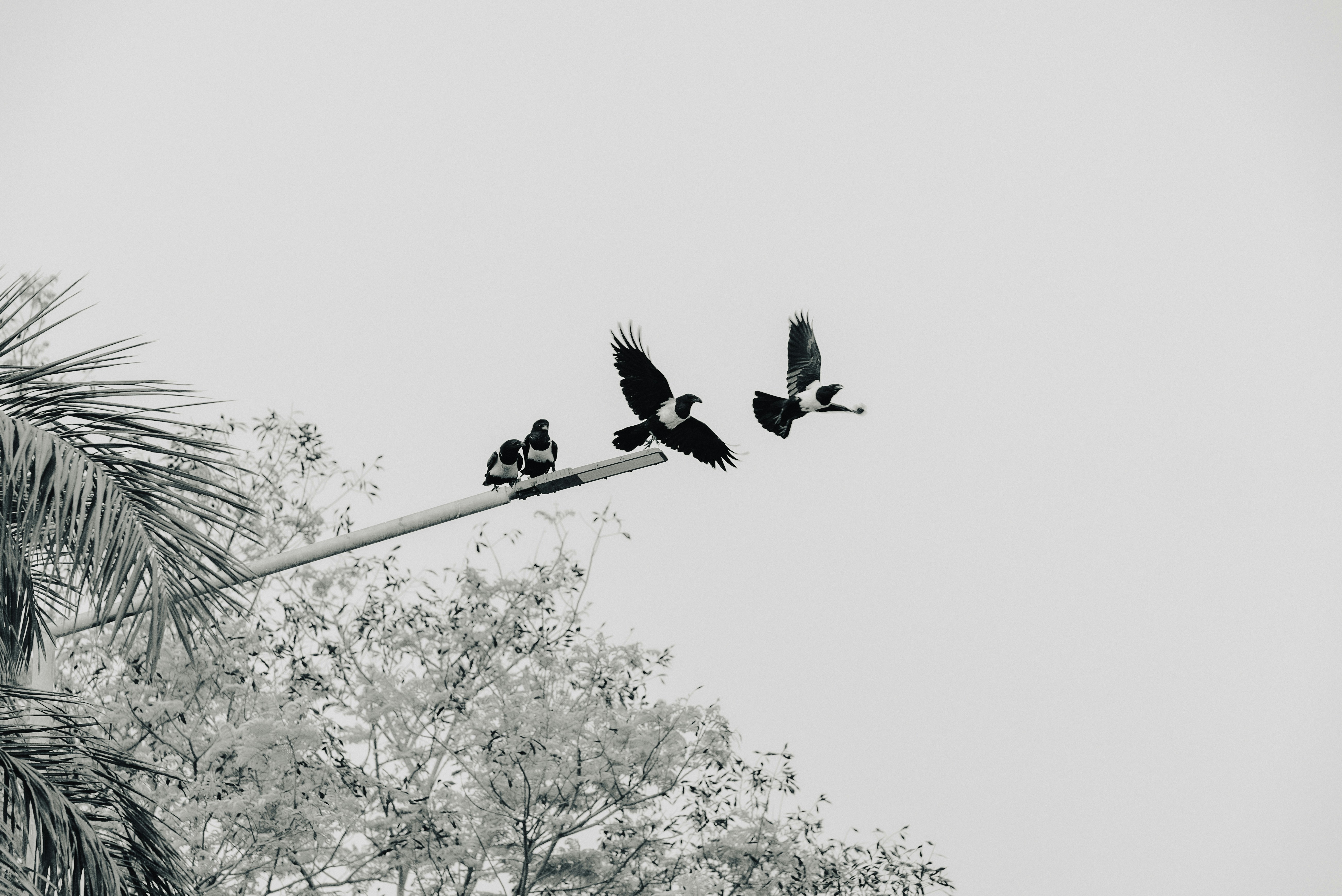 Aerial Moment: Three Birds Pause on a Slender Streetlight