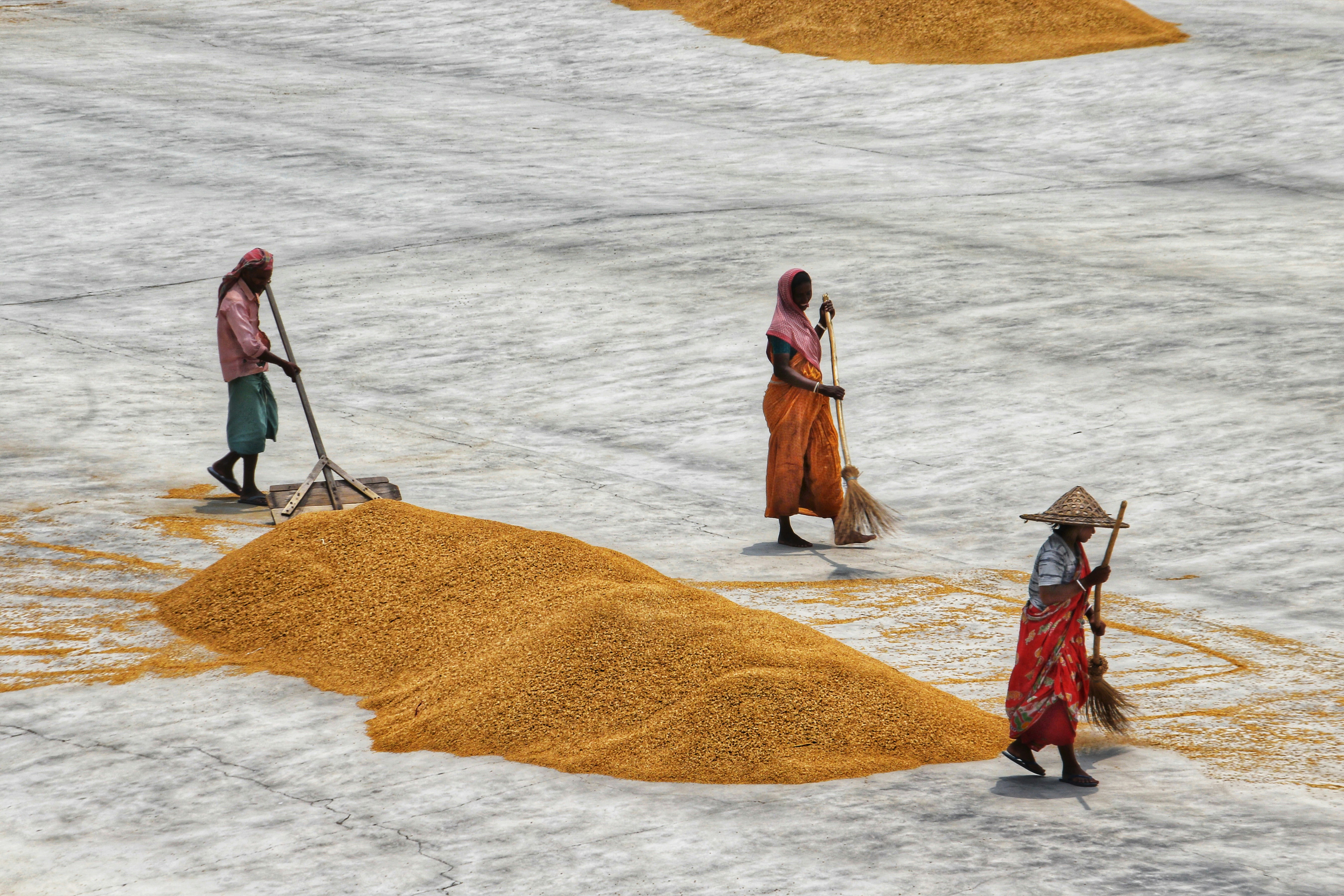 Harvesters in the Salt Flats: Gentle Lean of the Wind-Worn Path
